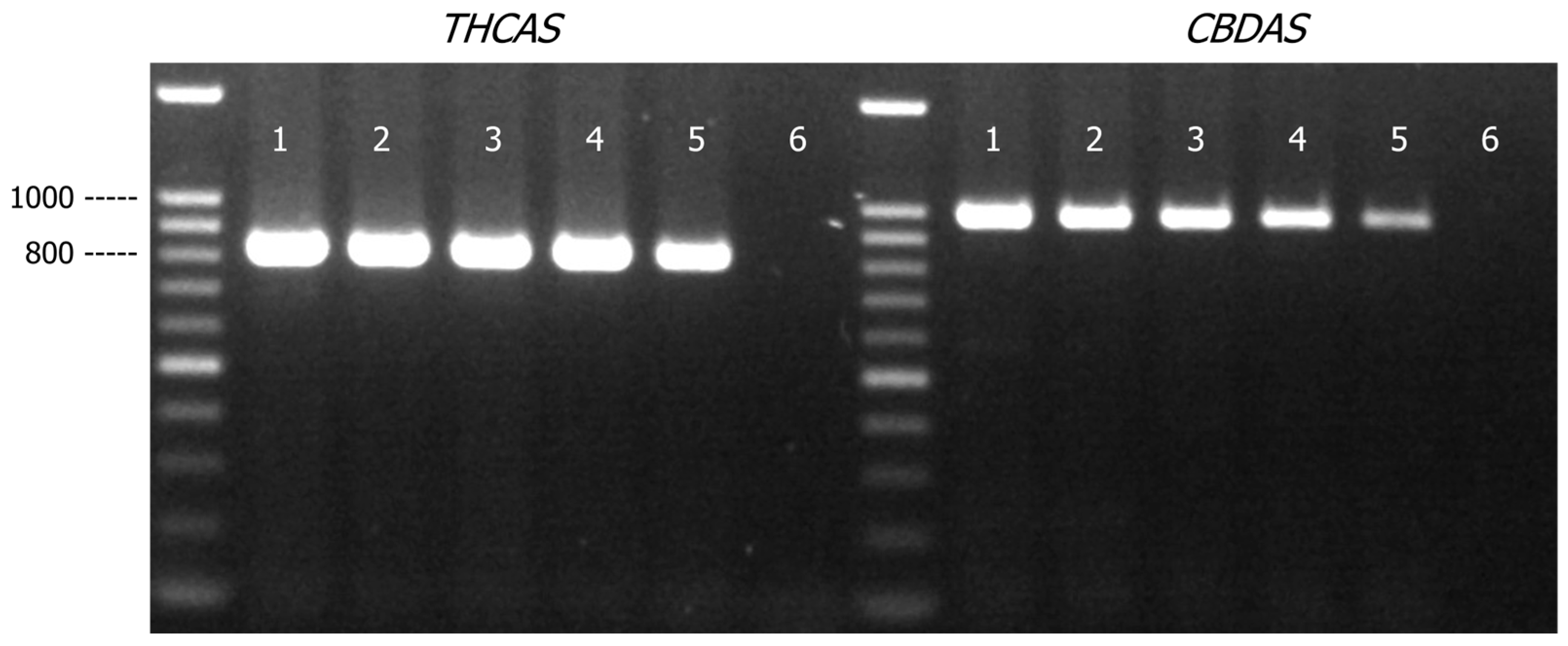 Forensic Identification of Cannabis with Plant DNA Barcodes and ...