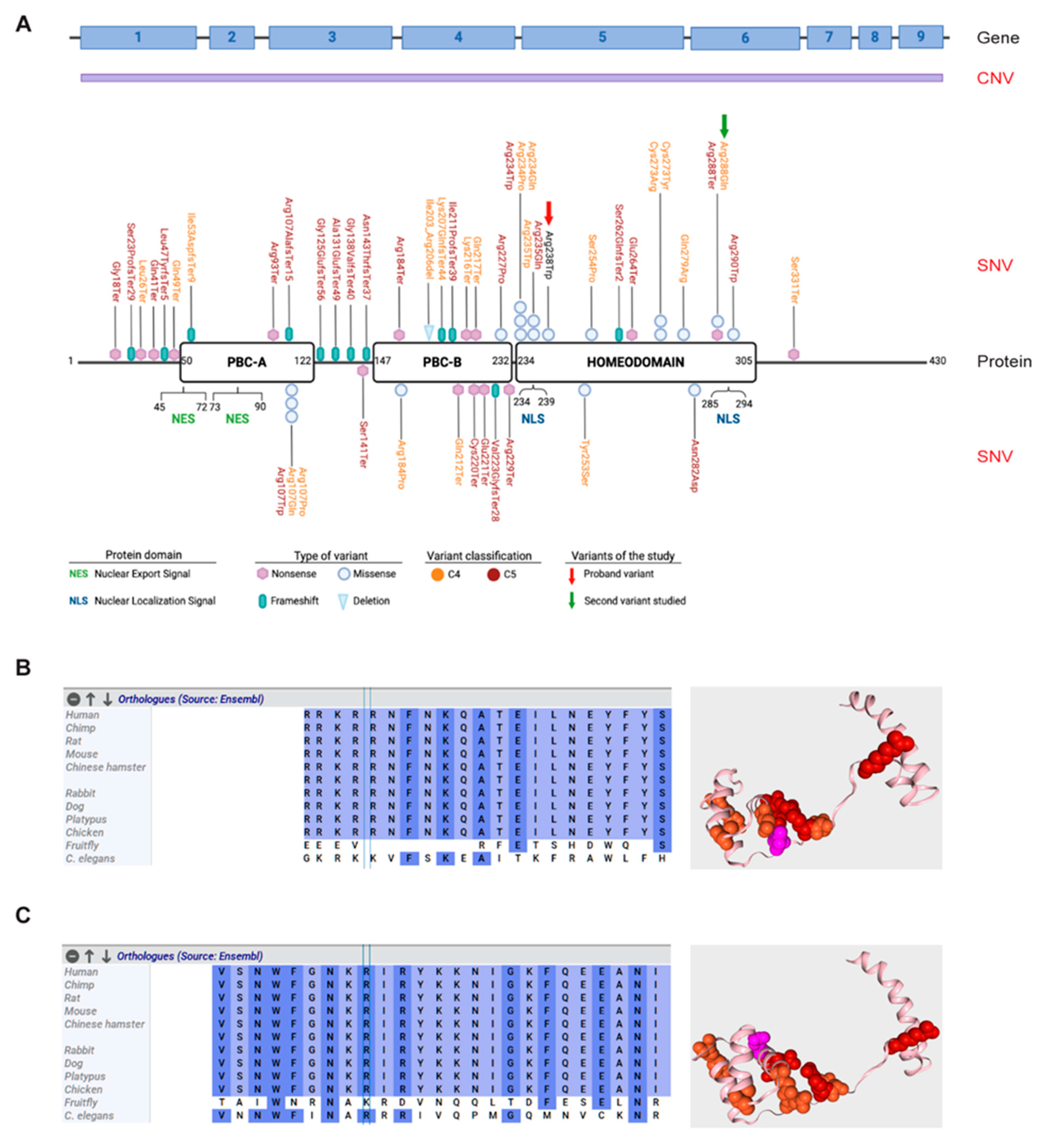 Functional Characterization of a Novel PBX1 De Novo Missense Variant ...