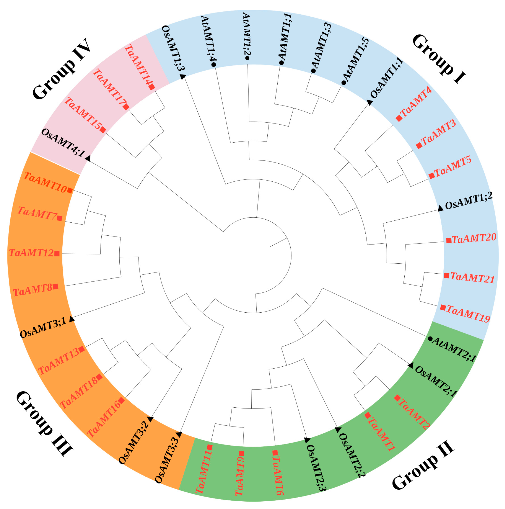 Genome-Wide Identification of the AMT Gene Family in Wheat: Expression ...