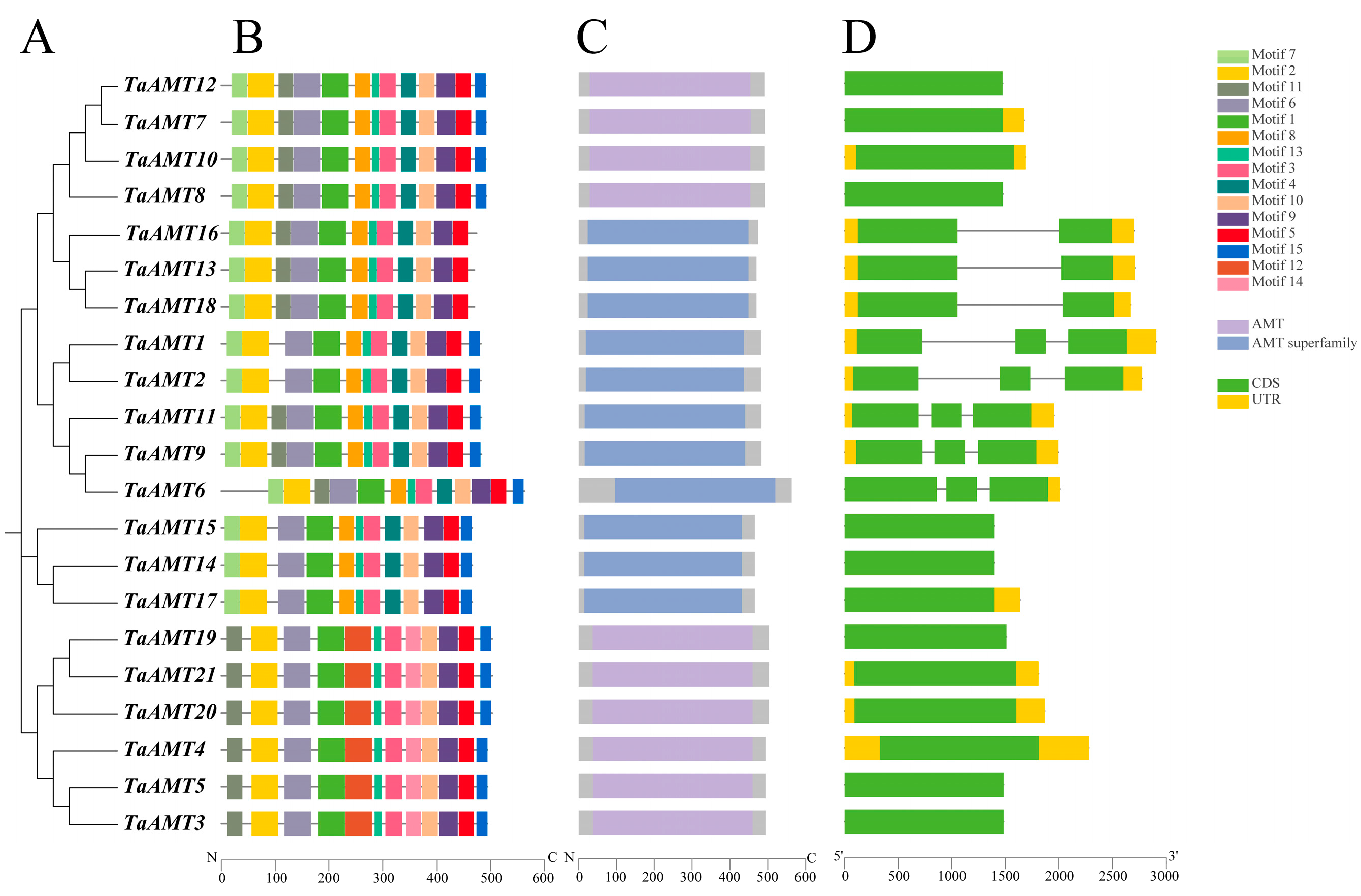 Genome-Wide Identification of the AMT Gene Family in Wheat: Expression ...