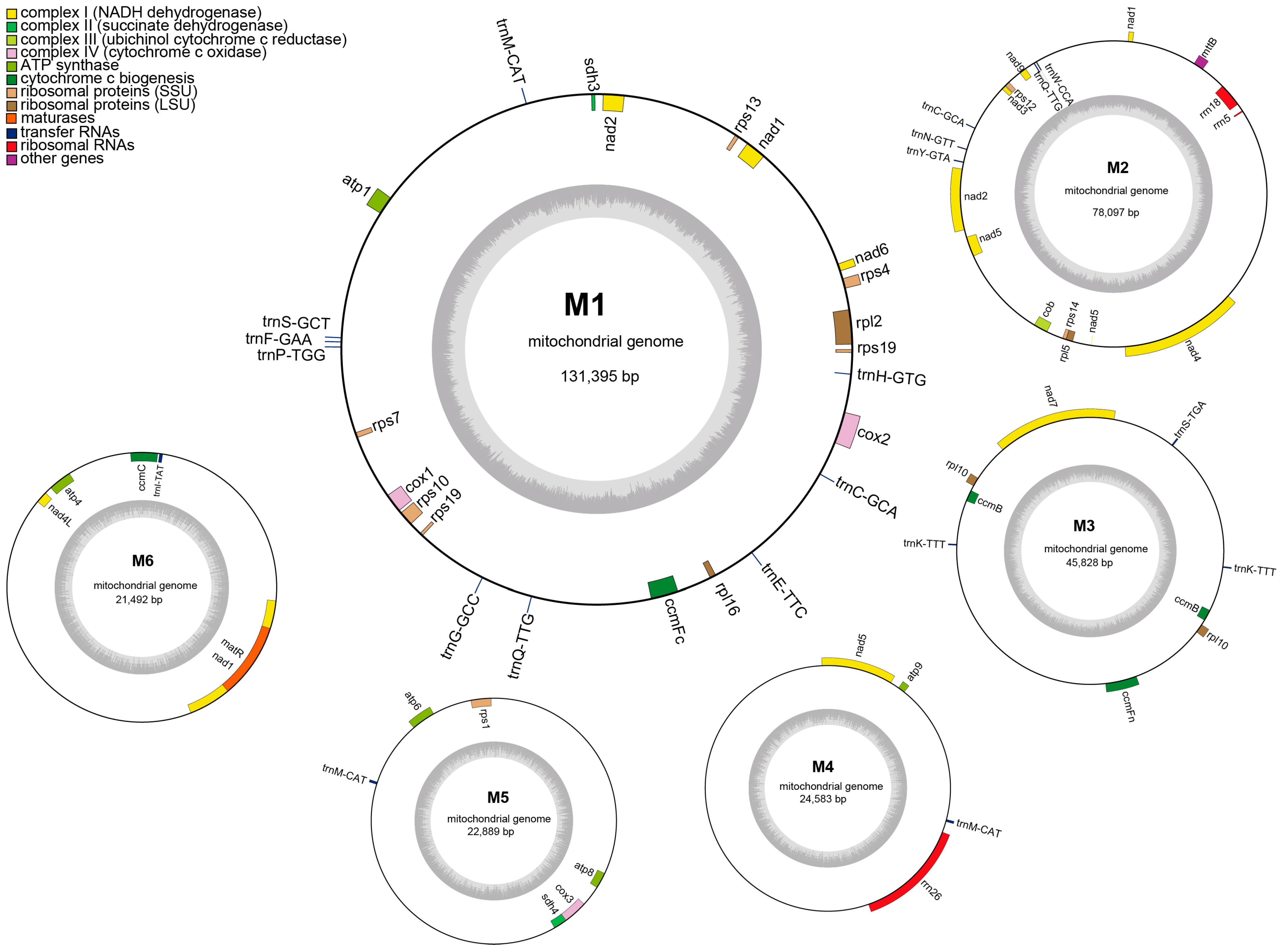The Complete Mitochondrial Genome of Gynostemma pentaphyllum Reveals a ...