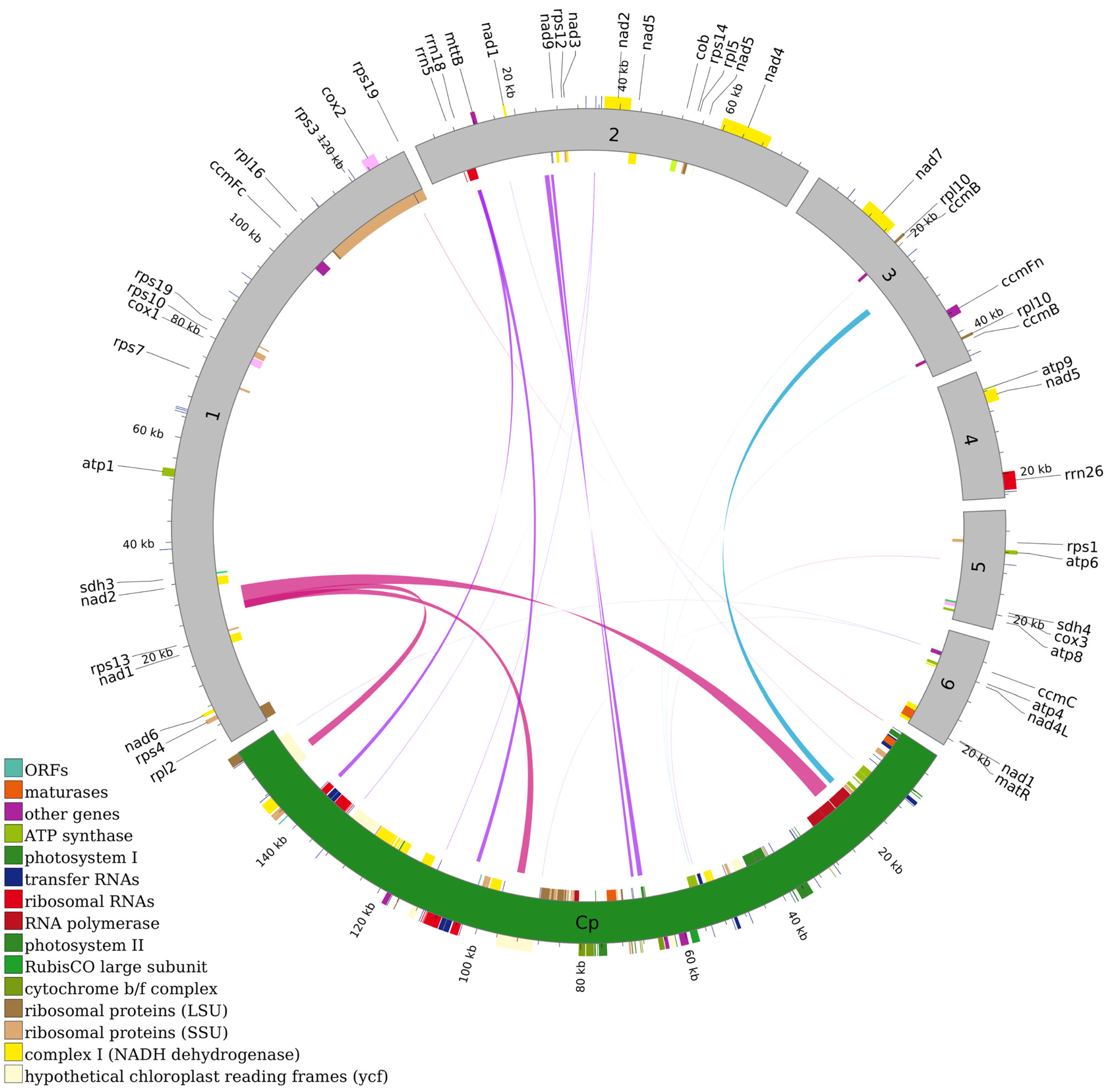 The Complete Mitochondrial Genome of Gynostemma pentaphyllum Reveals a ...
