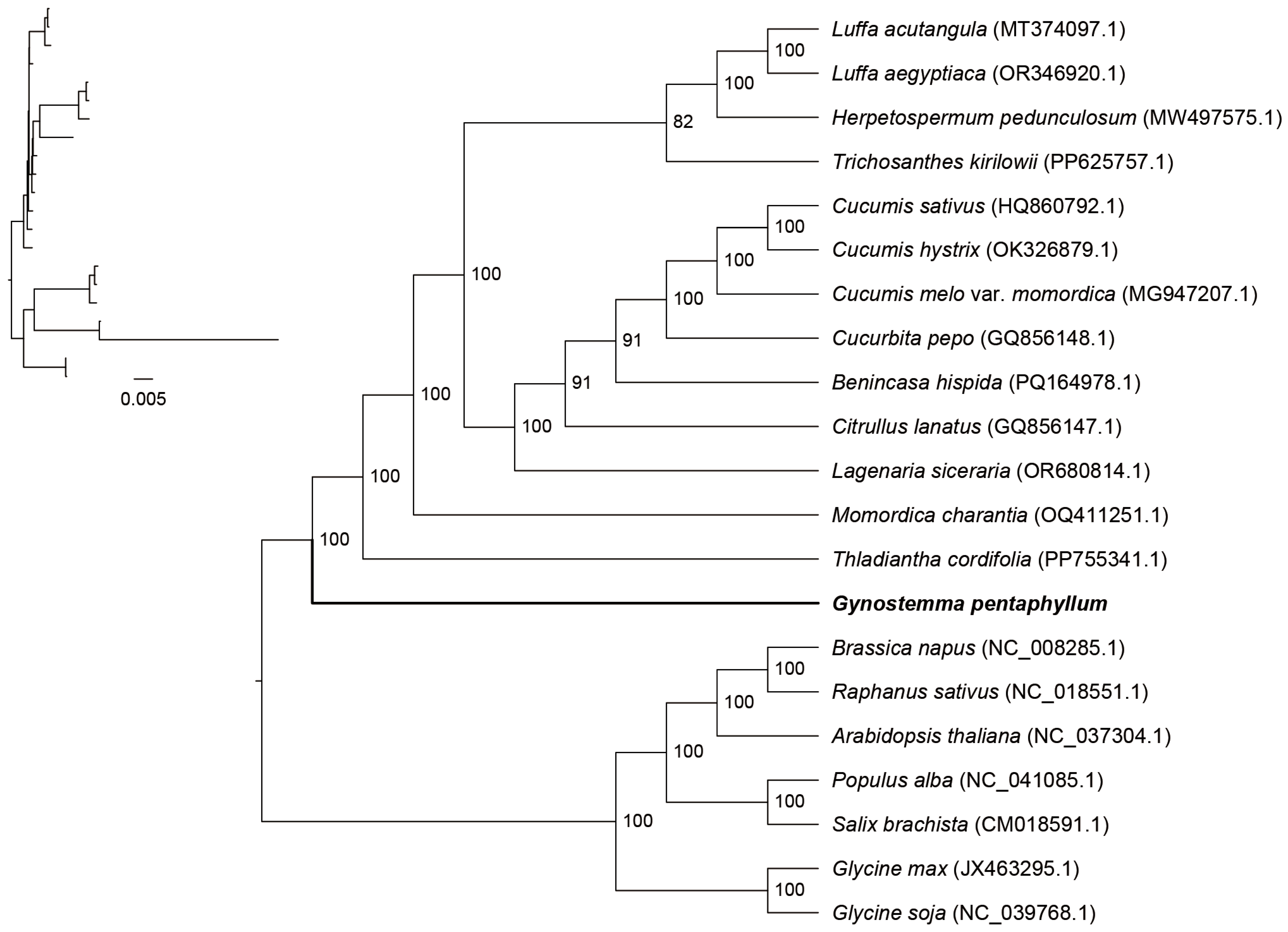 The Complete Mitochondrial Genome of Gynostemma pentaphyllum Reveals a ...
