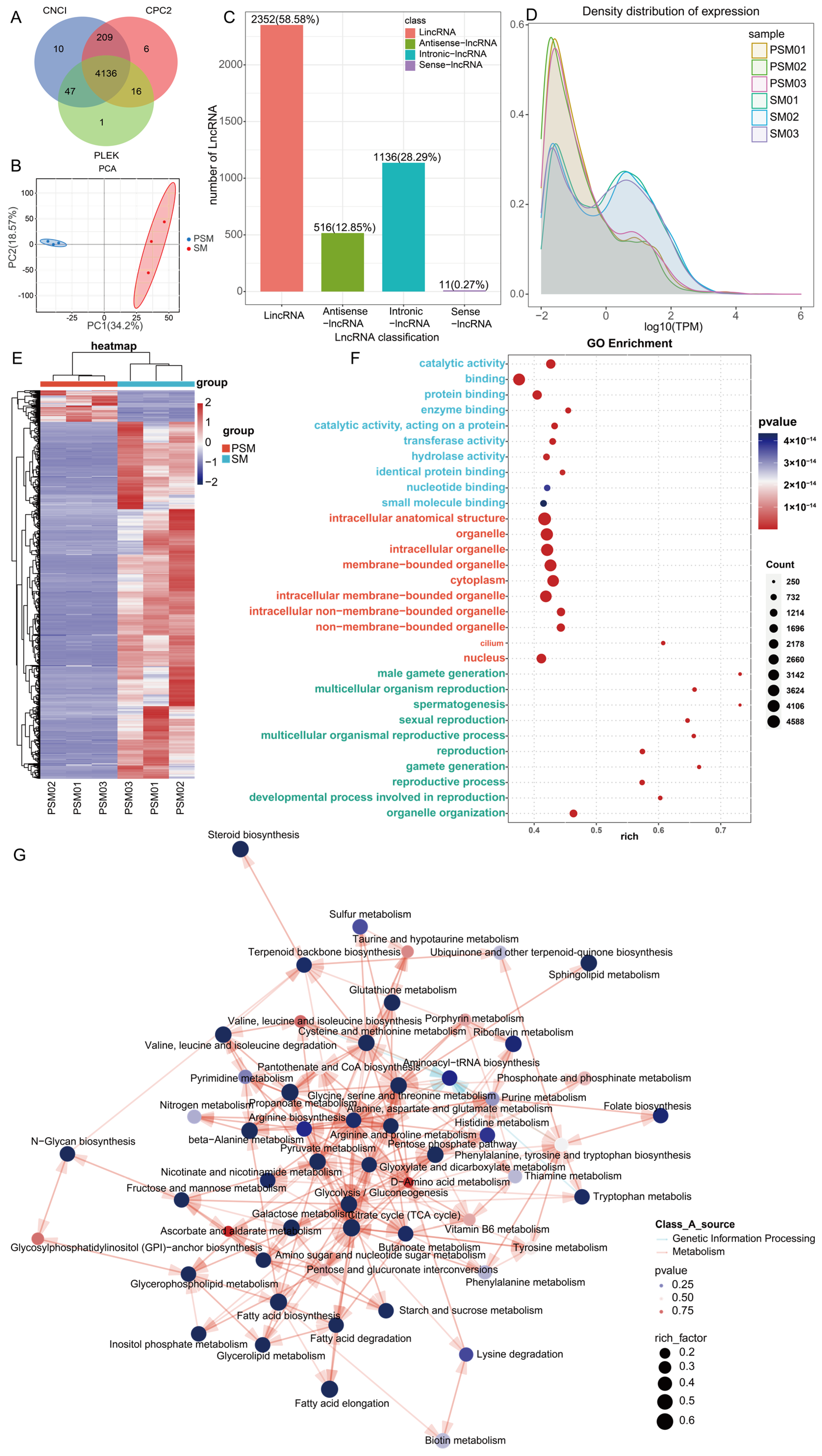 Nanopore Sequencing Technology Reveals the Transcriptional Expression ...