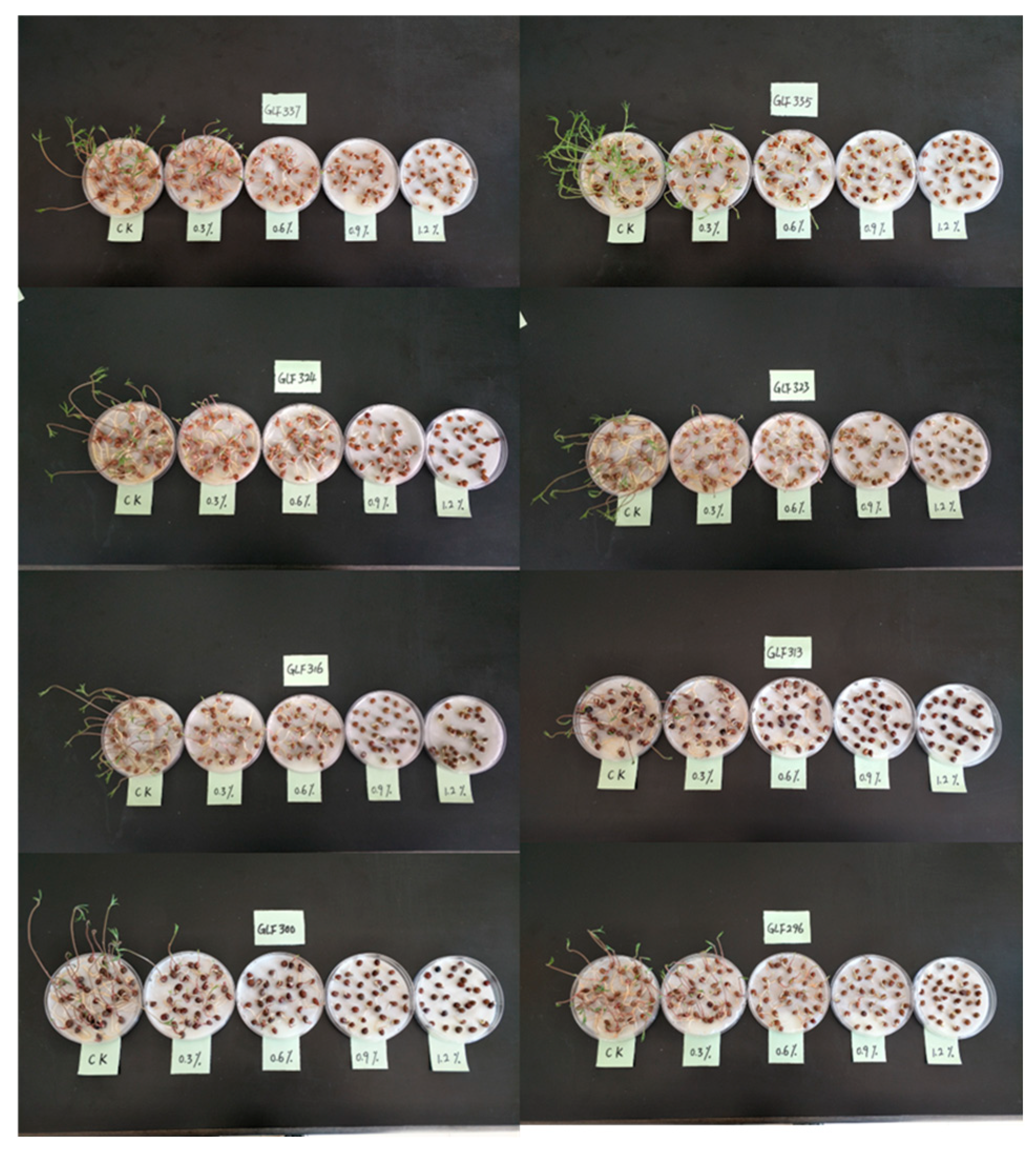 Exploring the Genetic Foundations of Salt Tolerance in Common Vetch ...