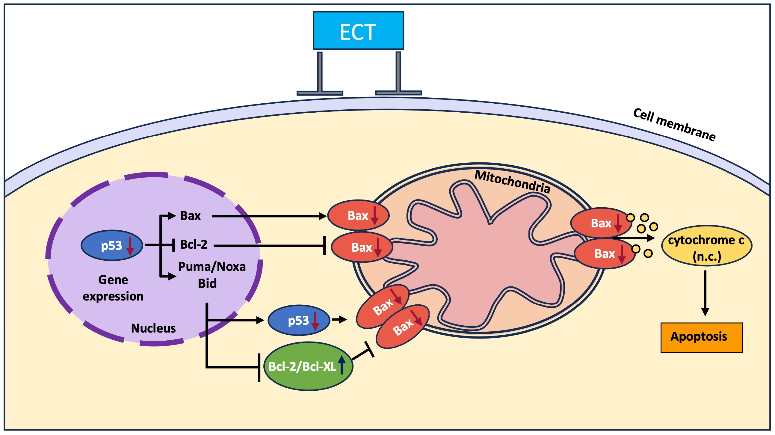 The Impact of Electroconvulsive Therapy on Apoptosis-Related Biomarker ...
