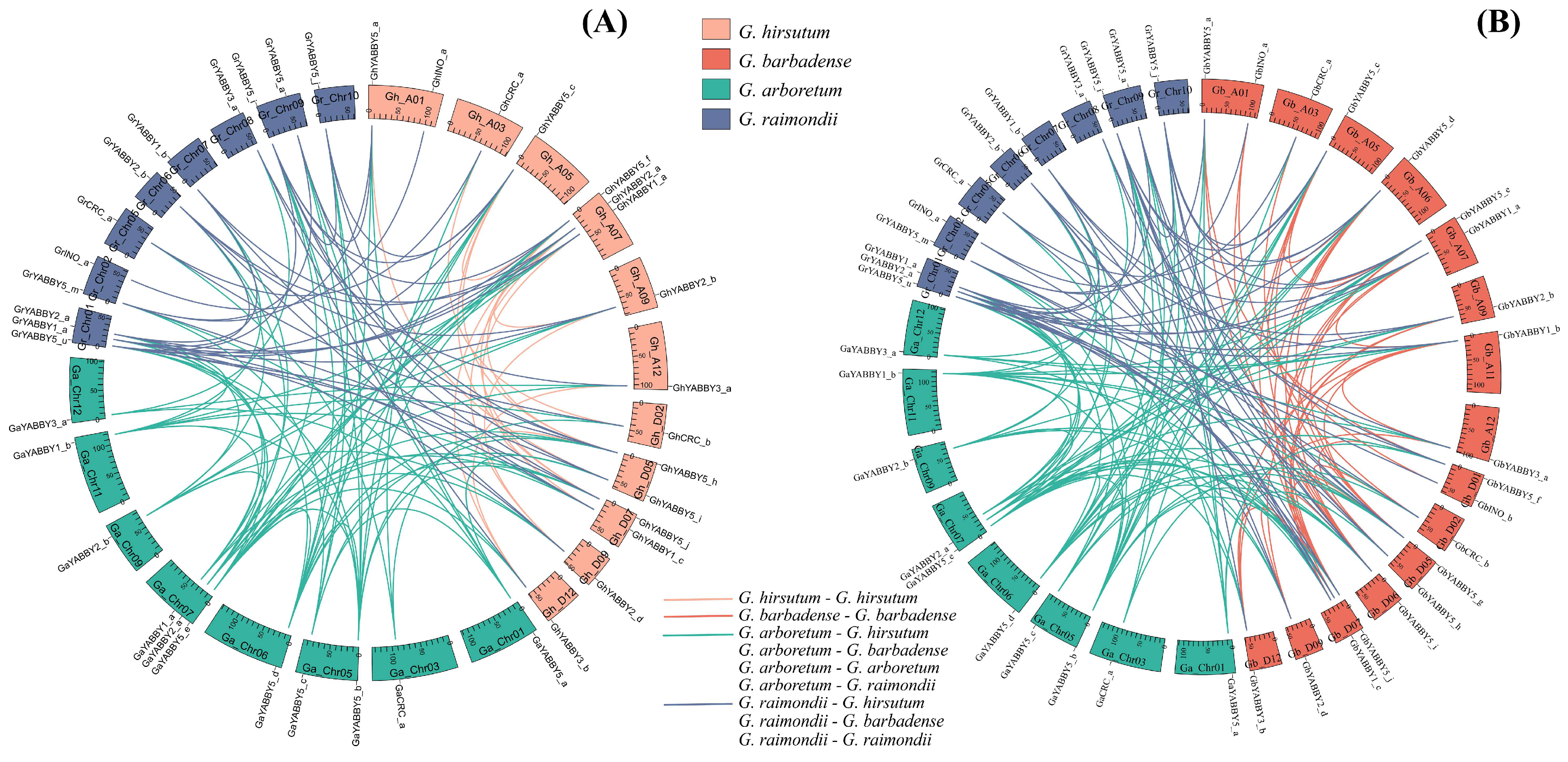 Genomic Identification and Characterization of the Cotton YABBY Gene Family