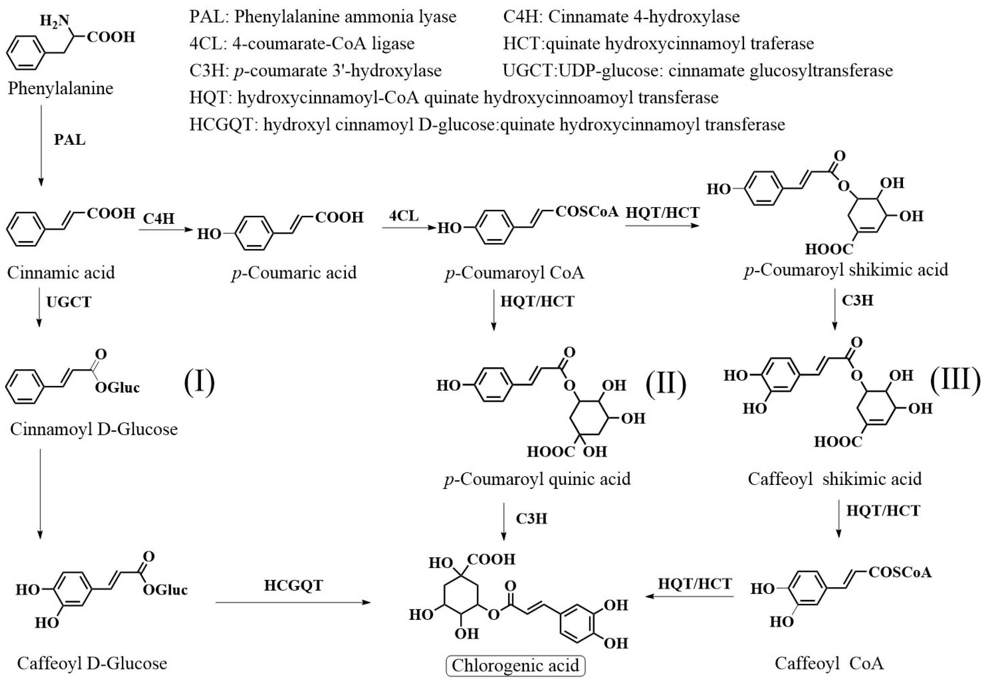 Cloning and Characterization of IbHQT1: A BAHD Acyltransferase Gene ...