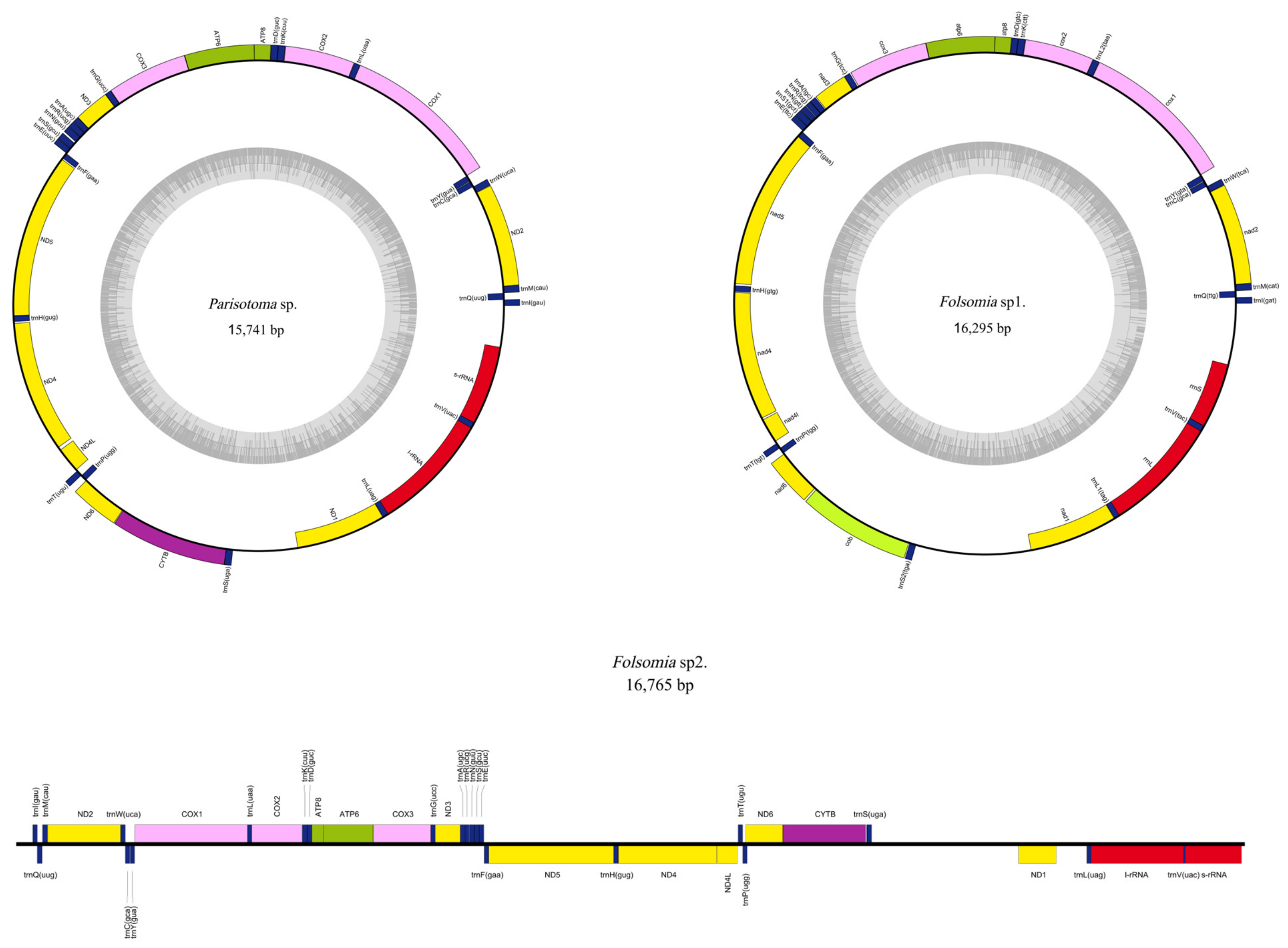 Phylogenetic Reconstructions Based on Mitogenomes Reveal the Paraphyly ...