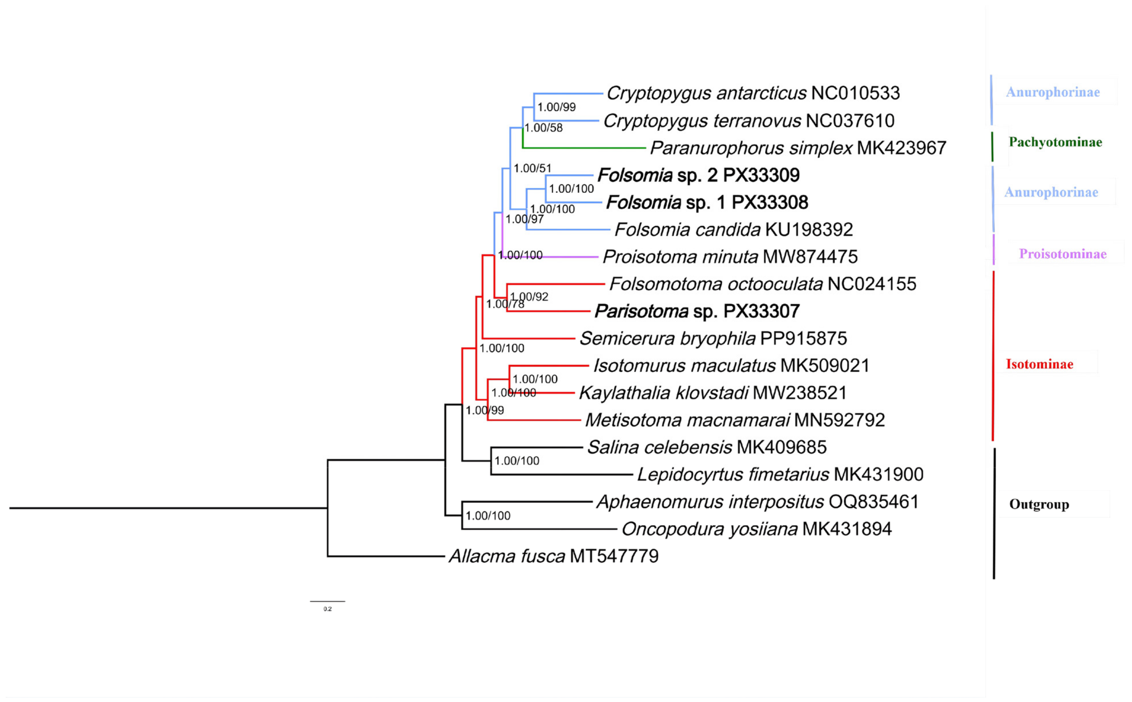 Phylogenetic Reconstructions Based on Mitogenomes Reveal the Paraphyly ...