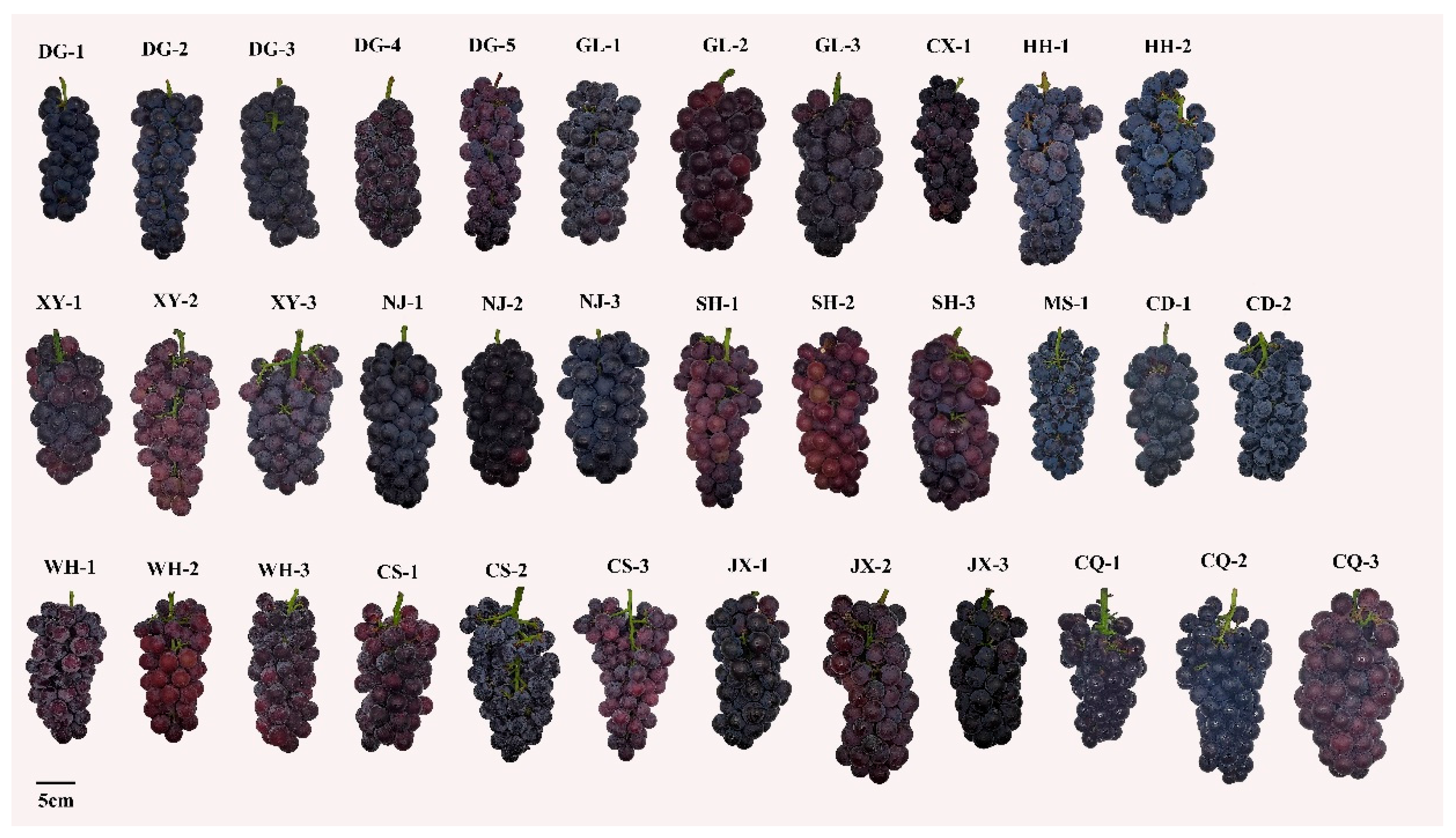 Variation in Fruit Quality and Aroma Biosynthesis of ‘Summer Black ...