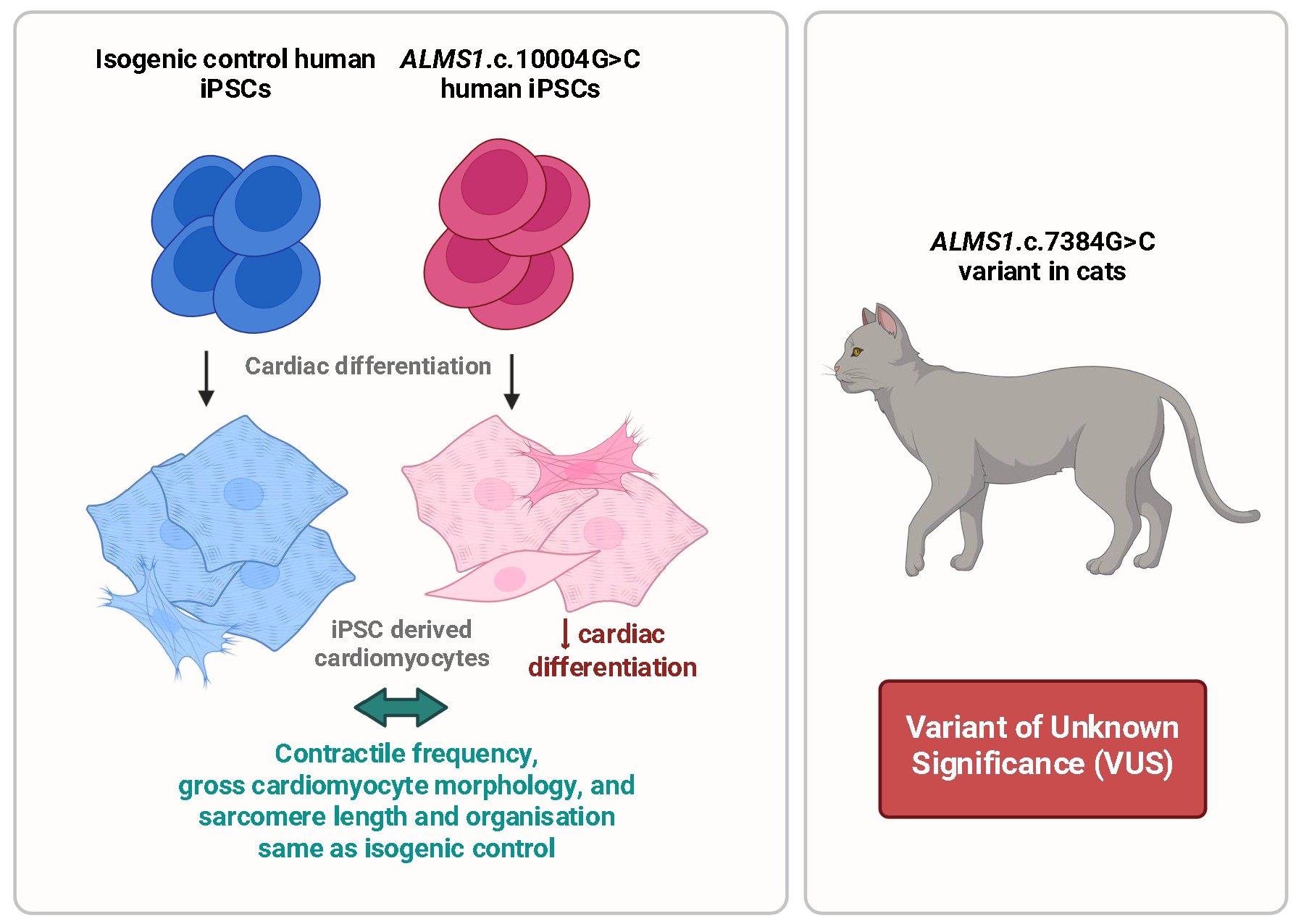 Characterisation of a Missense Variant of the Alström Syndrome ...