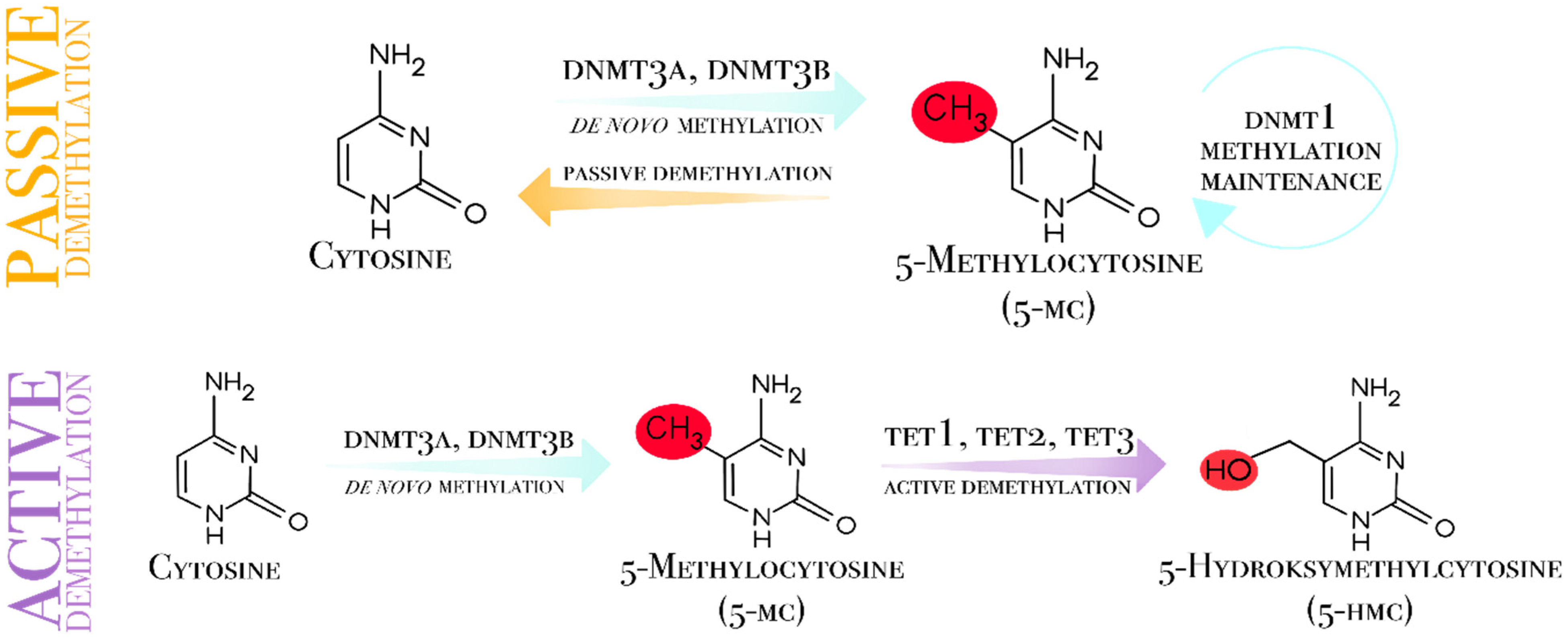 DNA Methylation in the Ovary and Uterus of Mammalian Animal Models ...