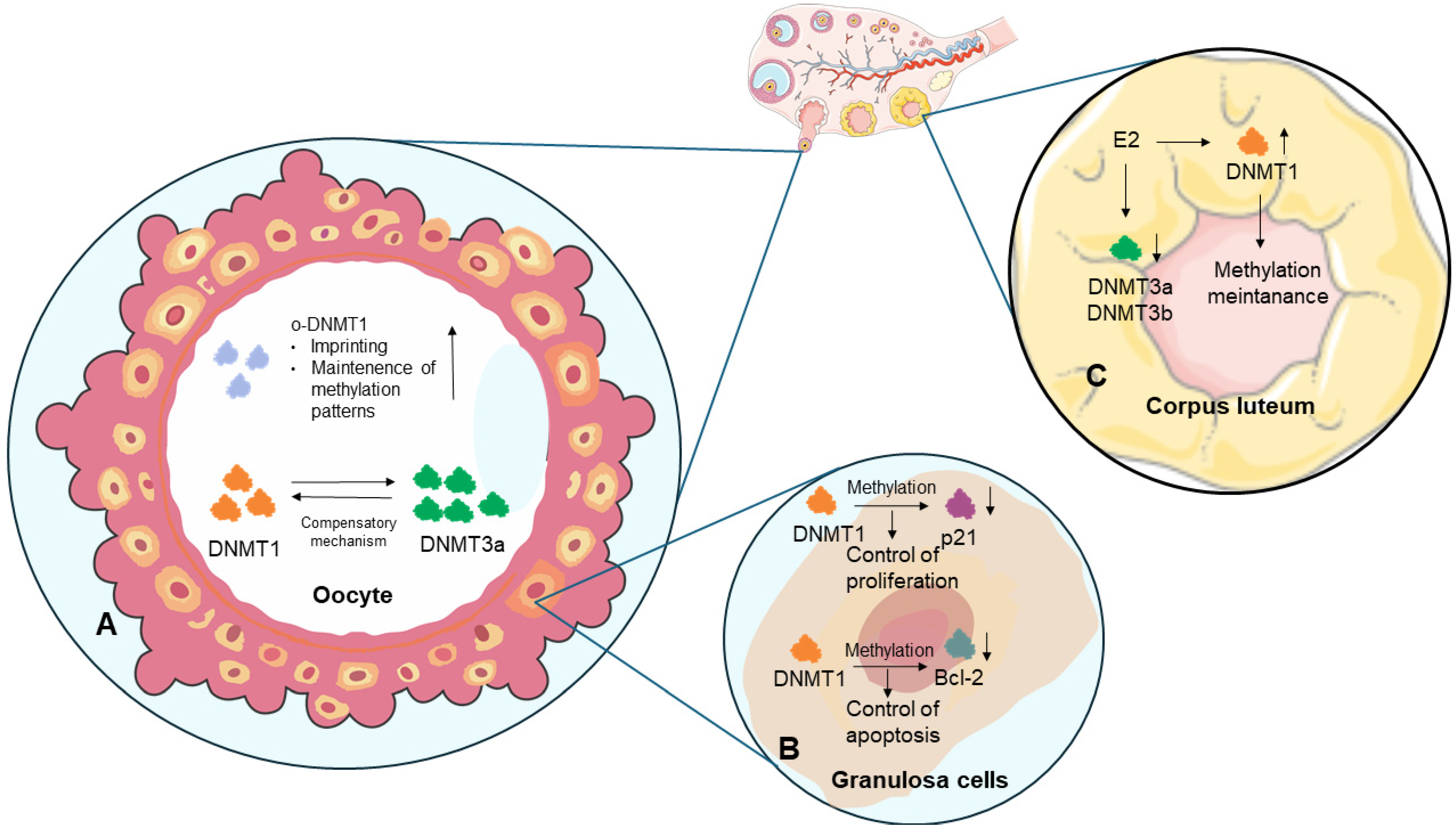 DNA Methylation in the Ovary and Uterus of Mammalian Animal Models ...