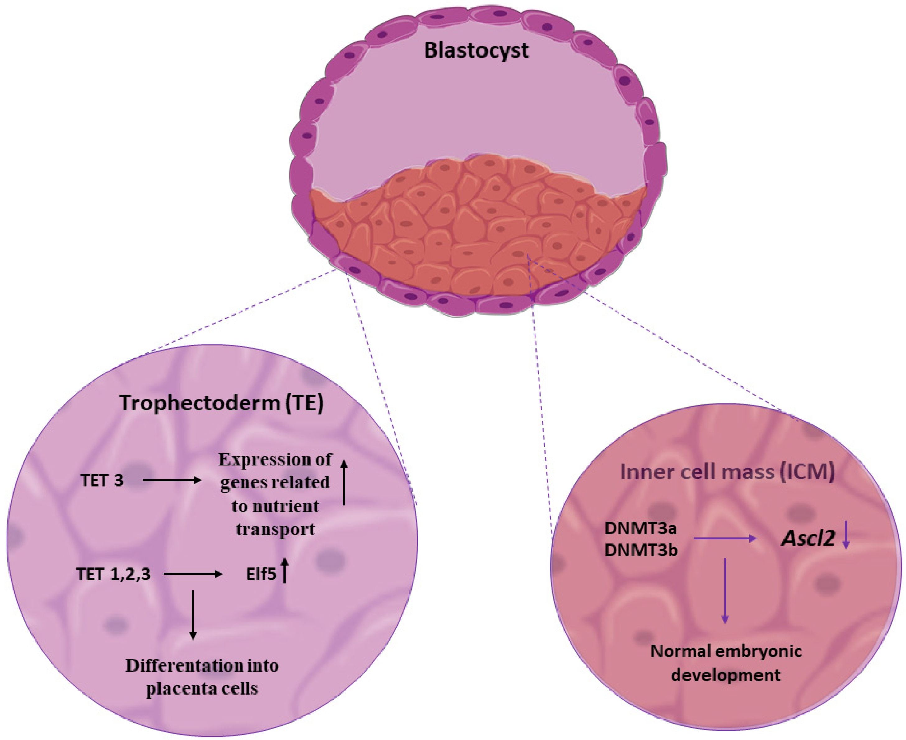 DNA Methylation in the Ovary and Uterus of Mammalian Animal Models ...
