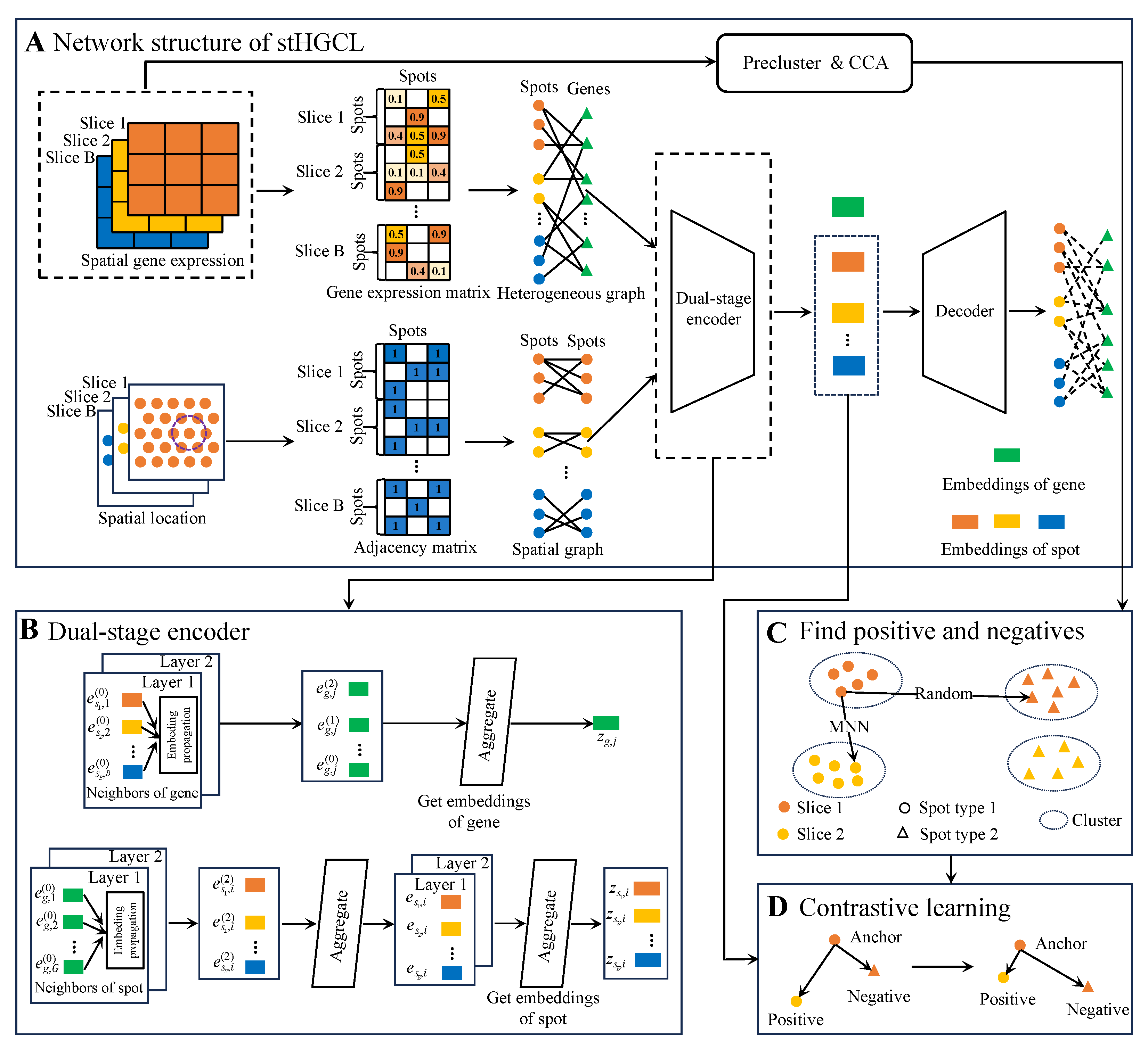 Leveraging Spot–Gene Heterogeneous Graphs for Unified Spatially ...