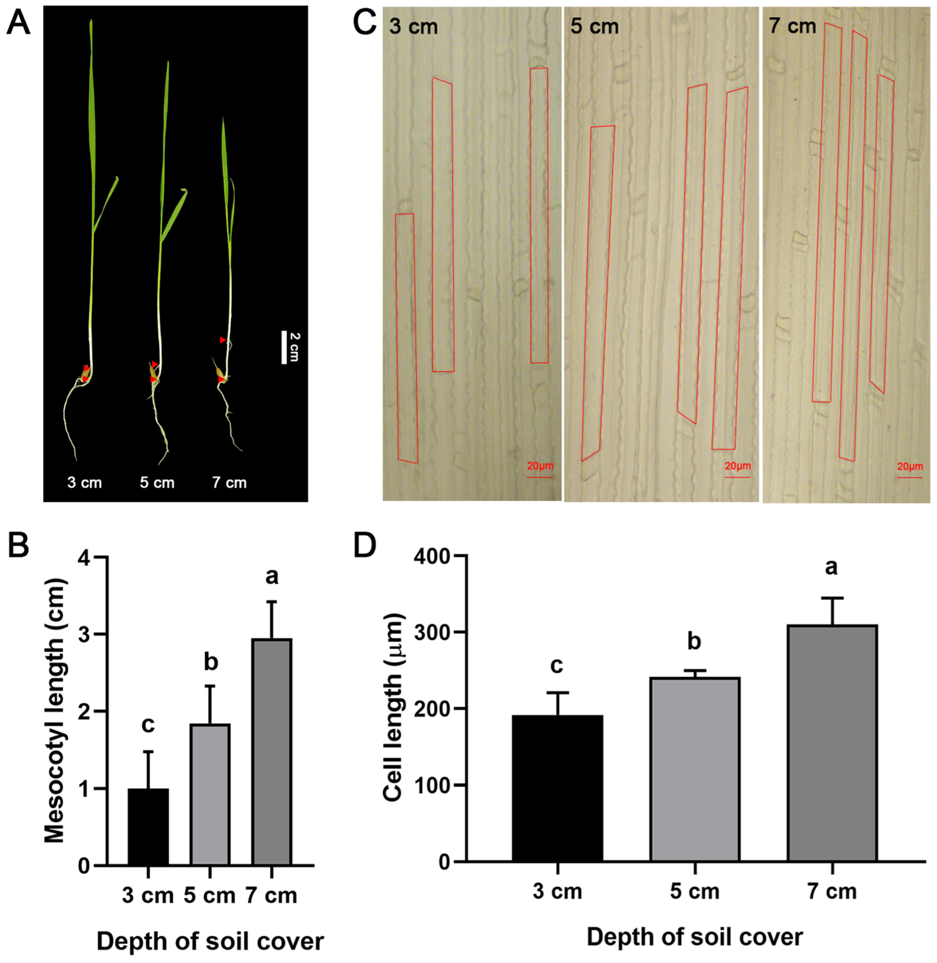 Transcriptional Response of Rice Mesocotyl Elongation to Sowing Depth ...