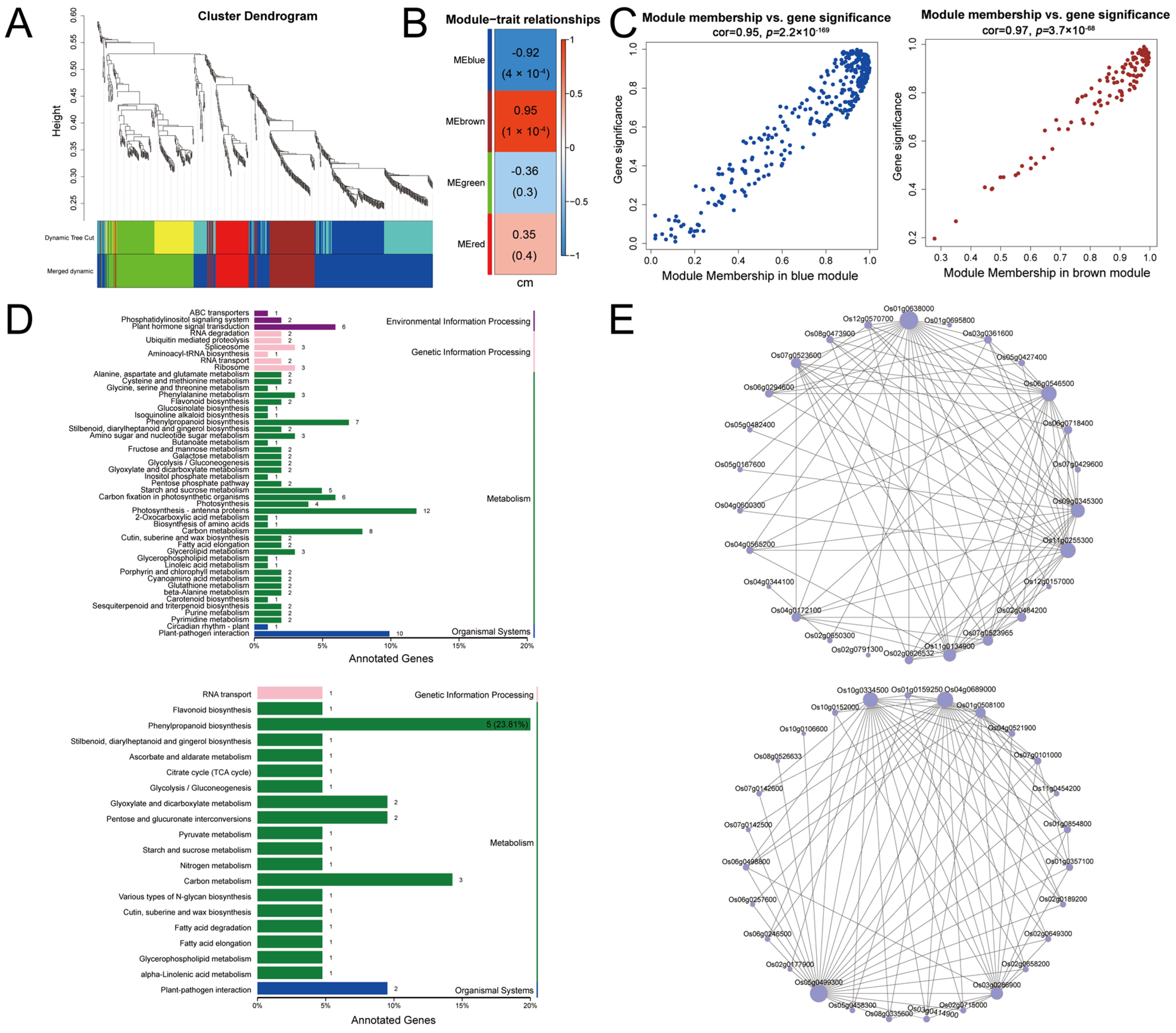 Transcriptional Response of Rice Mesocotyl Elongation to Sowing Depth ...