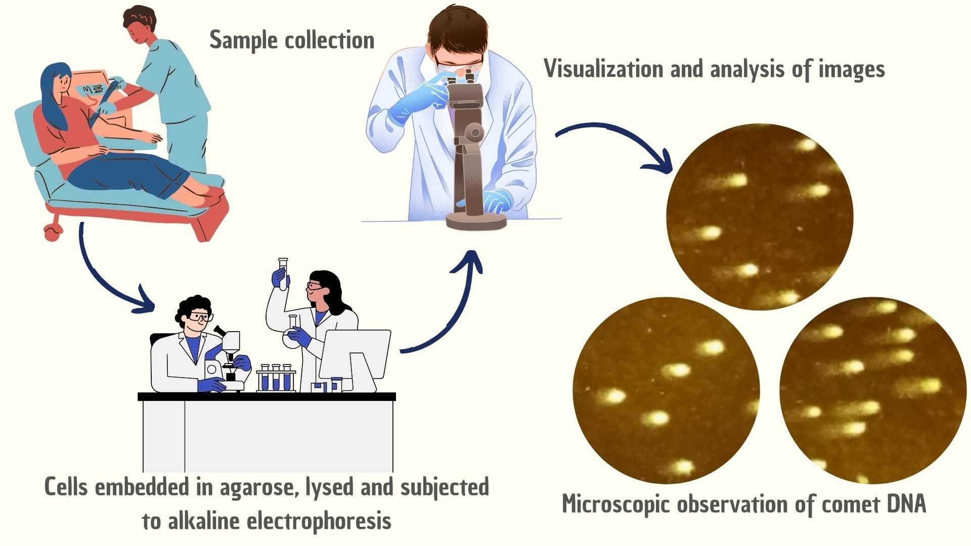 Genotoxicity Assessment in Occupational Health Personnel Exposed to ...