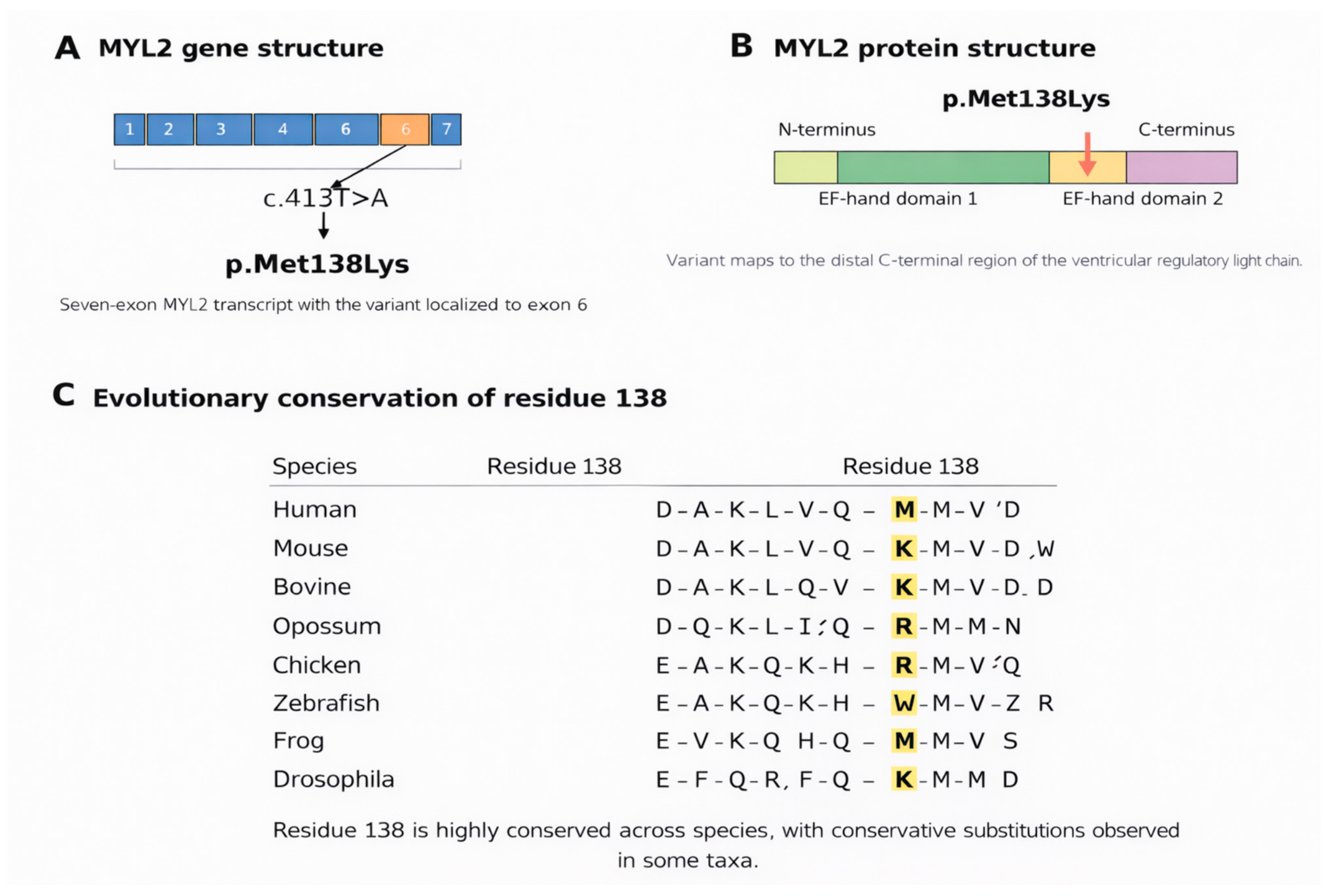 Fatal Infantile Cardiomyopathy Associated with a Homozygous MYL2 c.413T ...