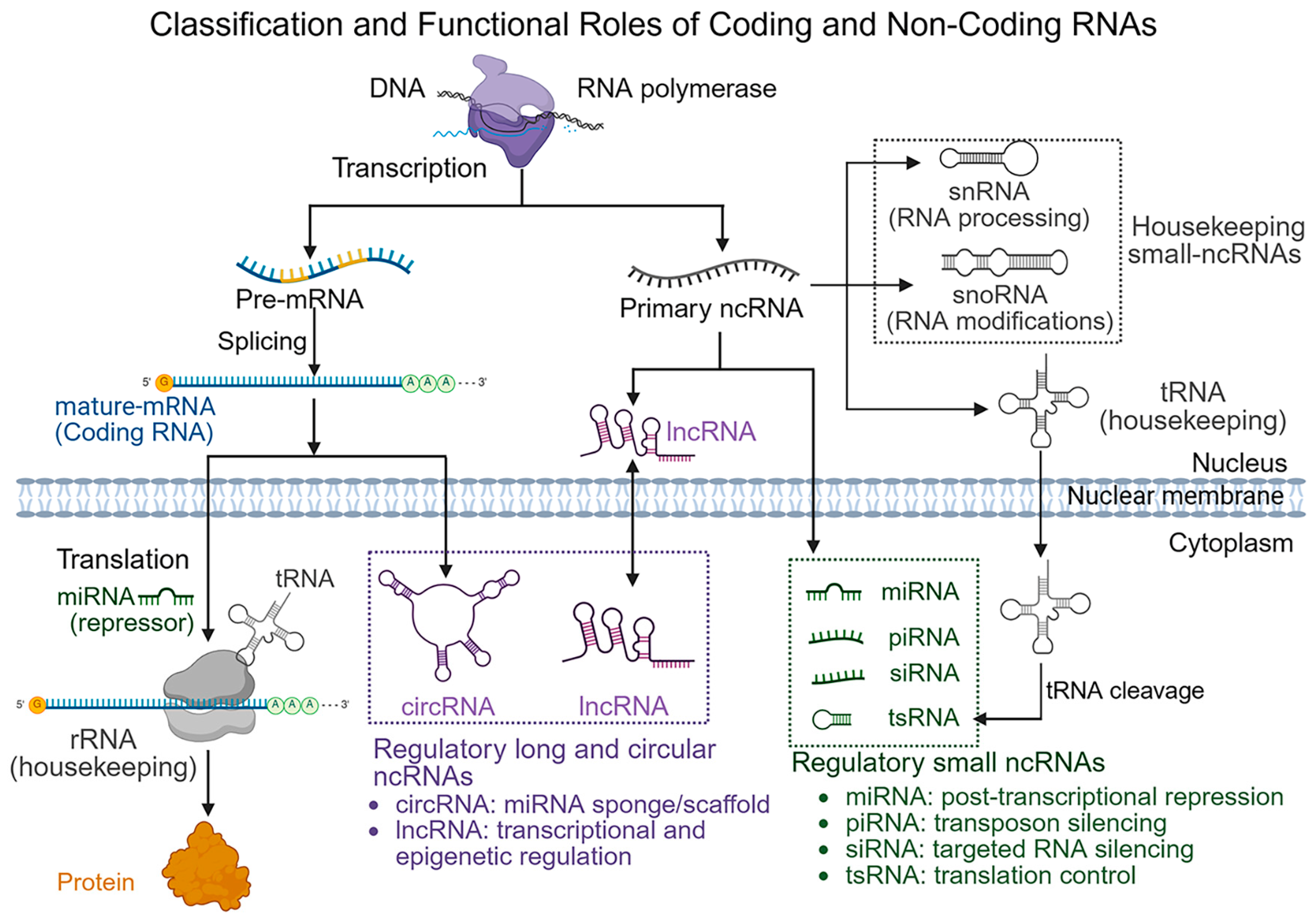 Non-Coding RNAs in Cancer: Decoding Regulatory Networks for Liquid ...