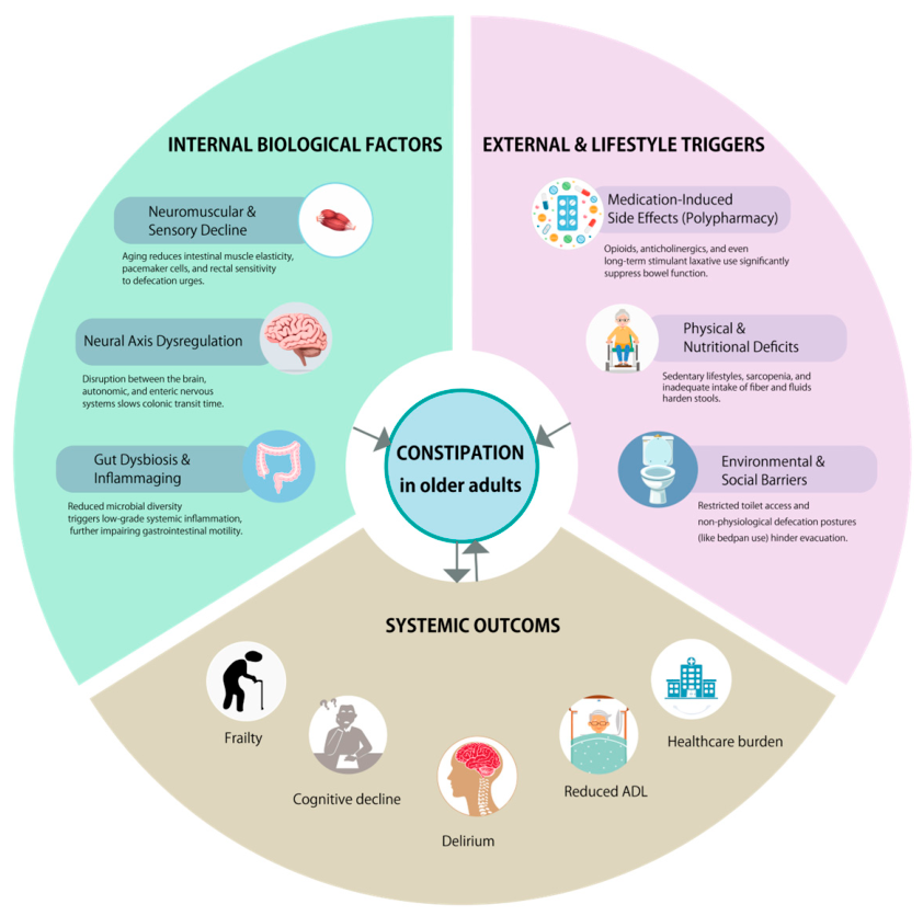 Constipation in Older Adults: Pathophysiology, Clinical Impact, and ...