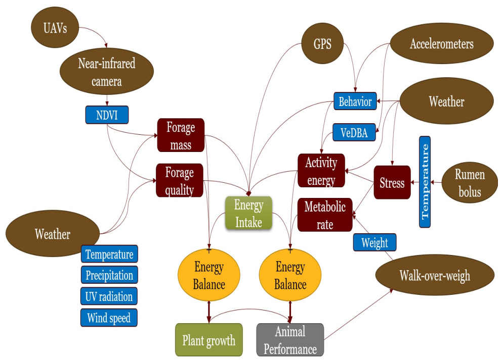 Use of Biometric Tags and Remote Sensing to Monitor Grazing Behavior ...