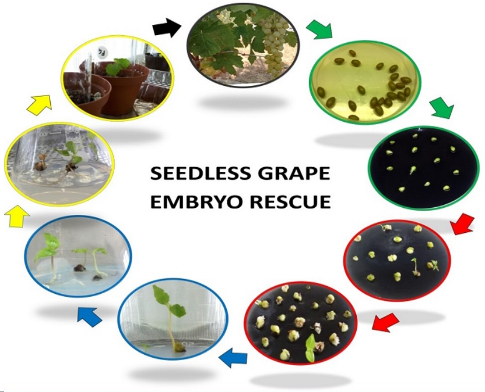 Horticulturae Free Full Text Optimization Of An In Vitro Embryo Horticulturae Free Full Text Optimization Of An In Vitro Embryo
