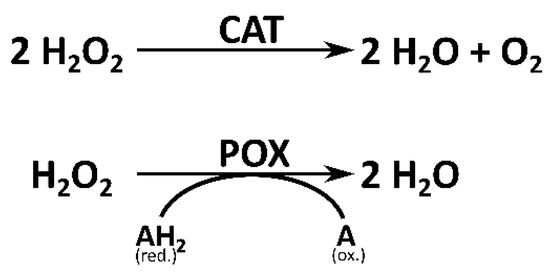 Activities of H2O2-Converting Enzymes in Apple Leaf Buds during ...