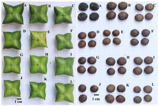 Indirect Selection for Seed Yield in Sacha-Inchi (Plukenetia volubilis ...