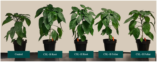 Horticulturae | Free Full-Text | Effects of Root and Foliar Application ...
