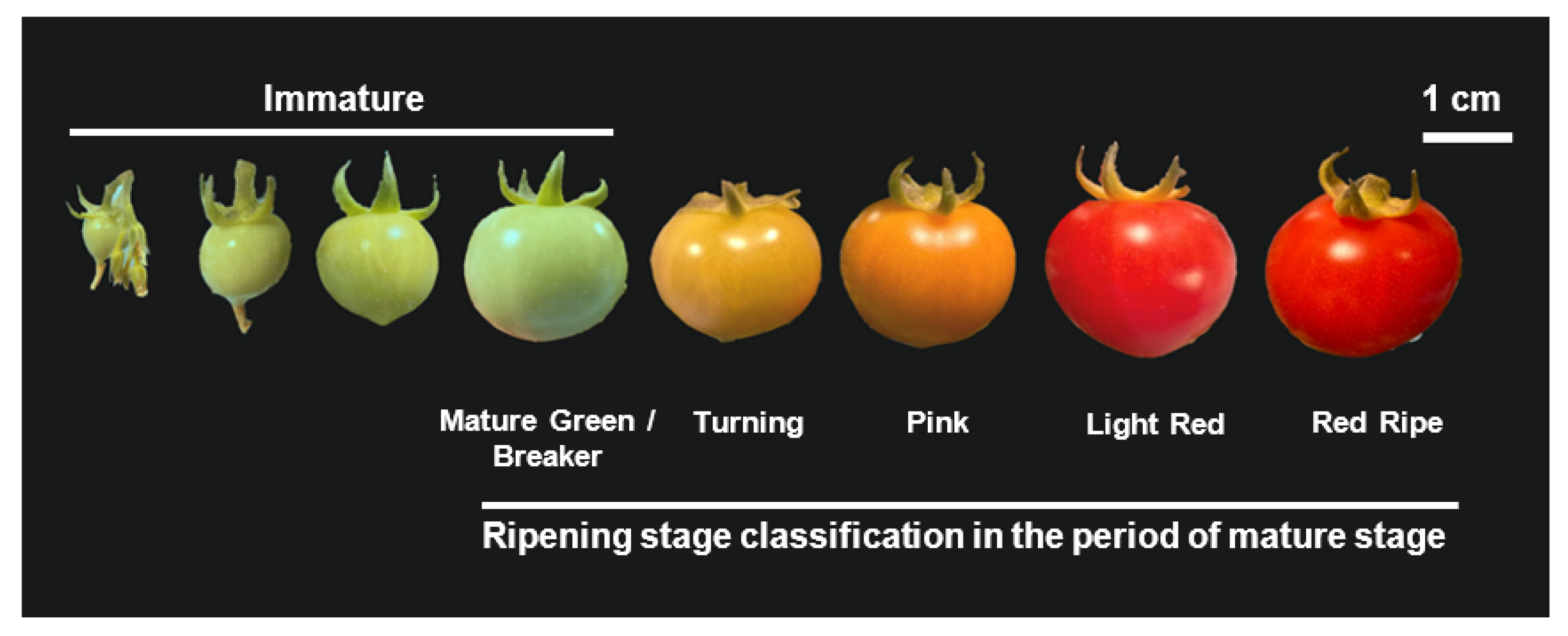 Tomato Fruit Growth And Nutrient Accumulation In Response To Blue And Tomato Fruit Growth And Nutrient Accumulation In Response To Blue And
