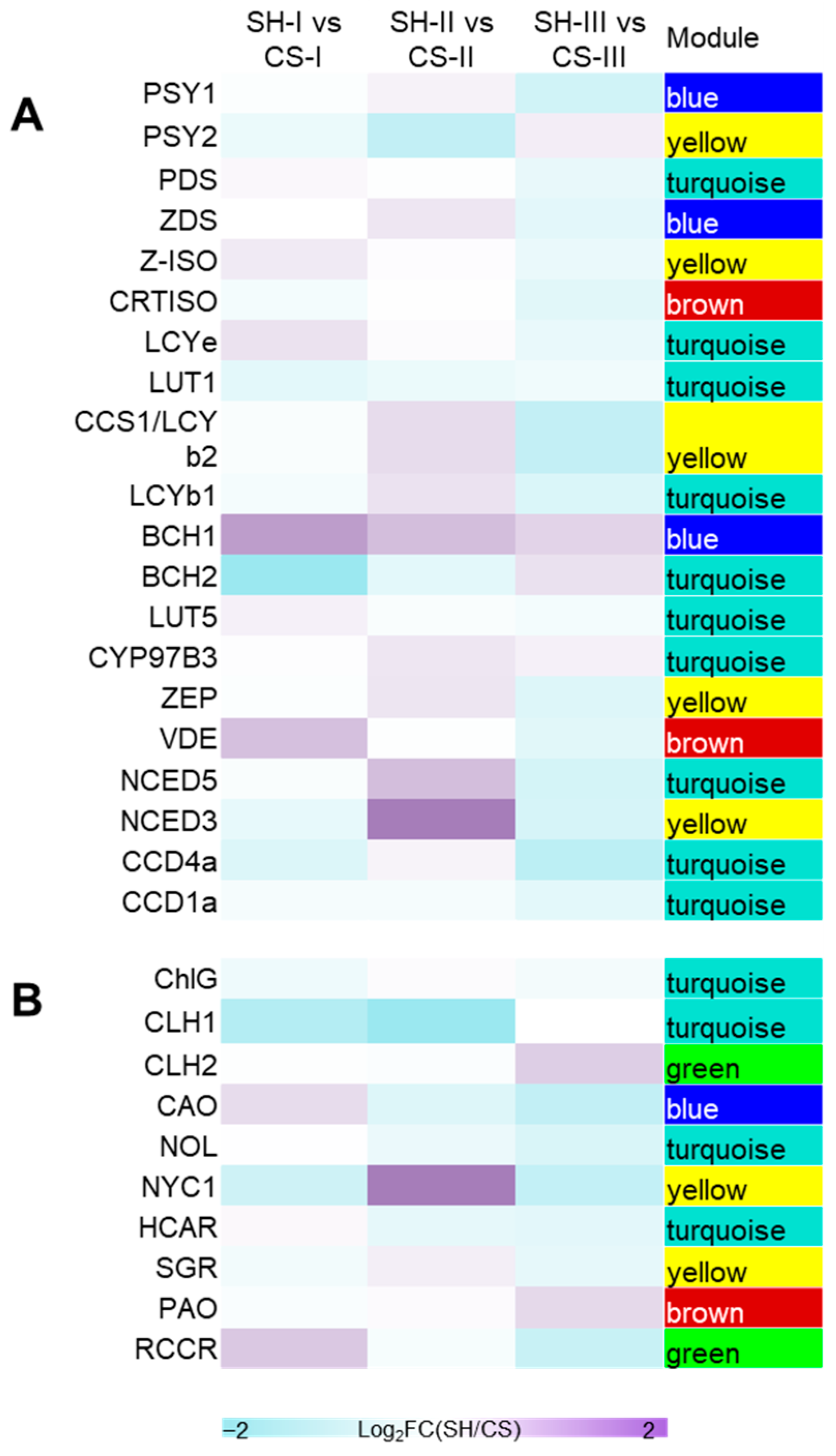 The Molecular and Metabolic Mechanisms Underlying the Citrine/Yellow ...