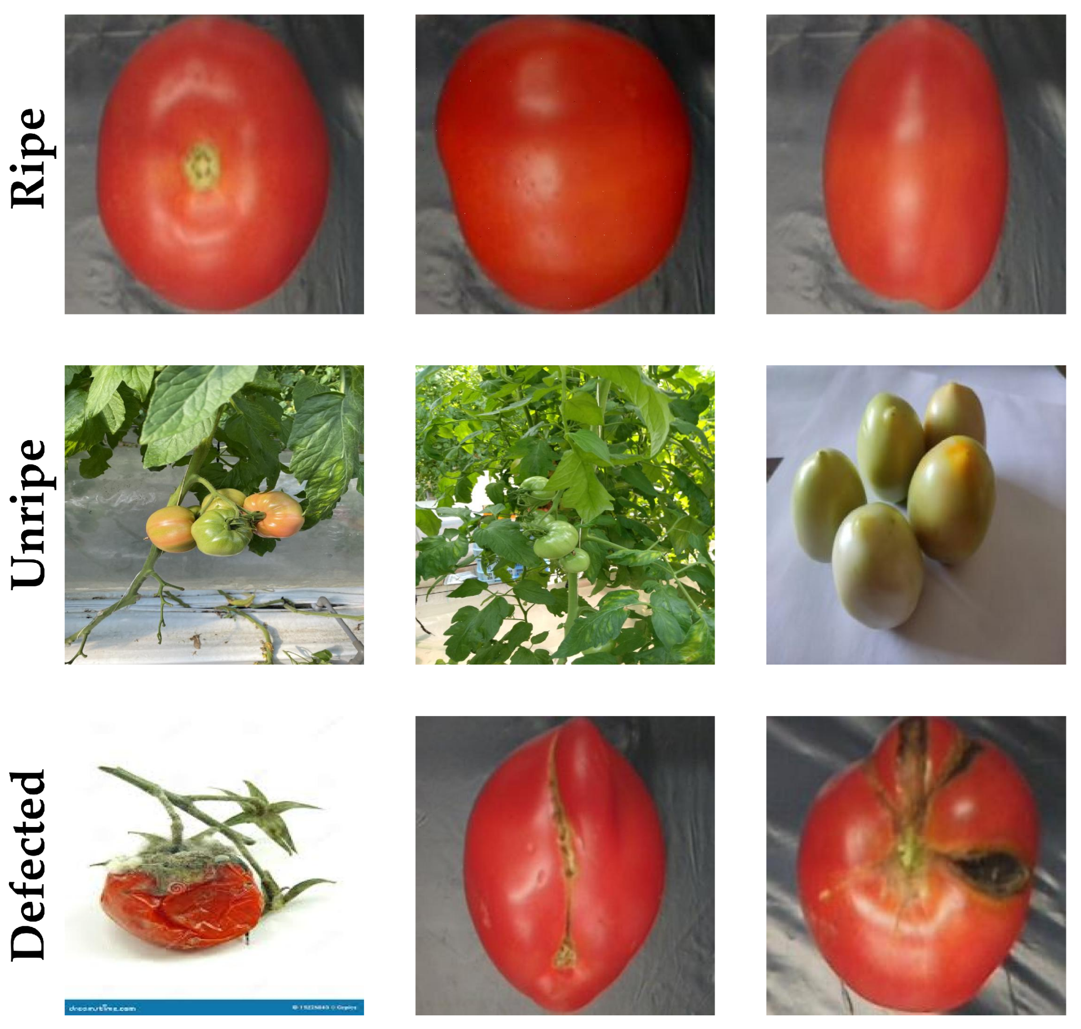 ToRLNet: A Lightweight Deep Learning Model for Tomato Detection and ...