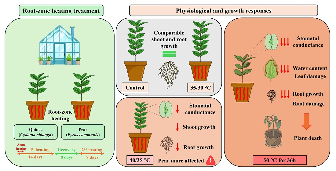 Effects of High Root-Zone Temperature on the Physiology and Growth of ...
