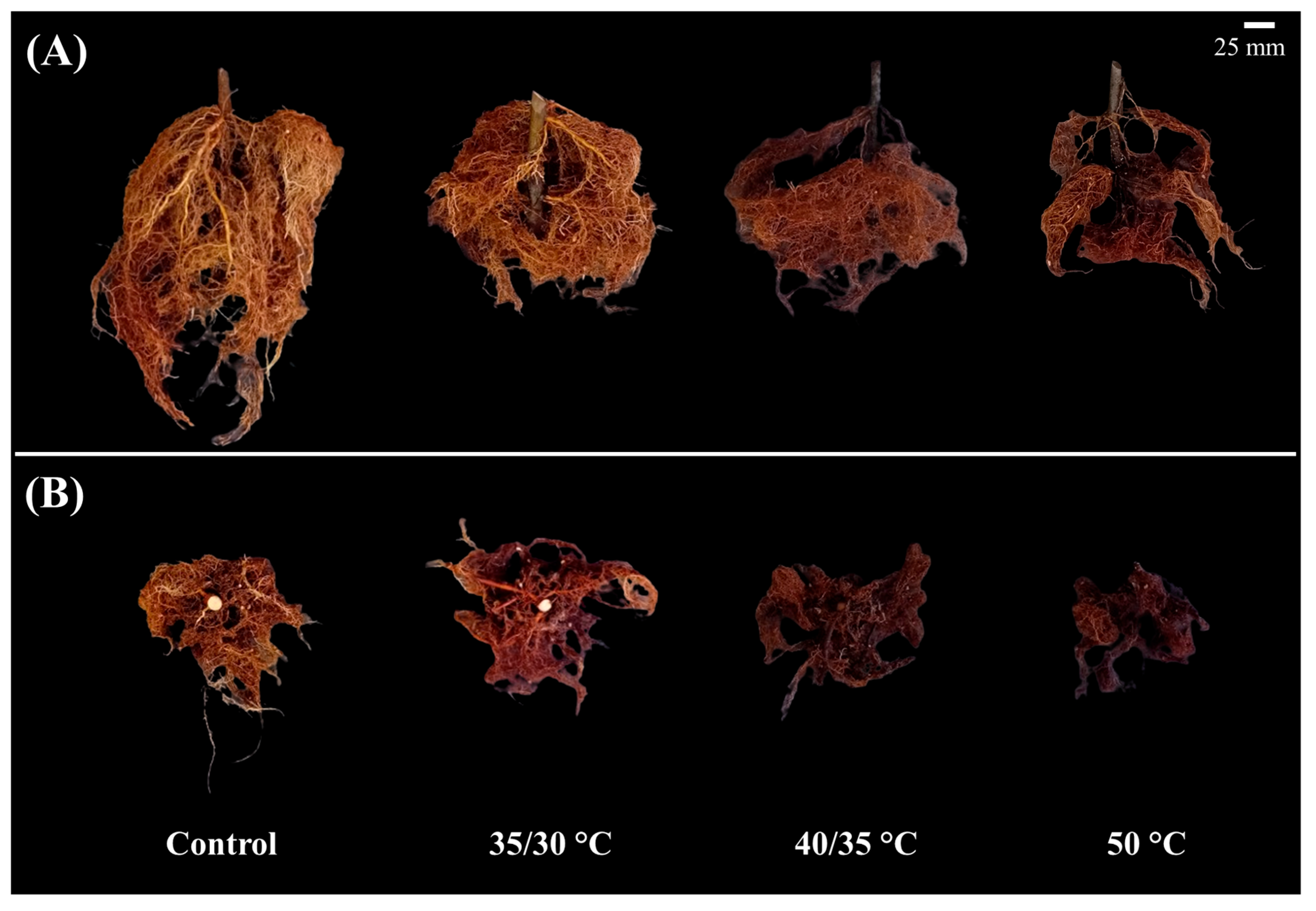 Effects of High Root-Zone Temperature on the Physiology and Growth of ...