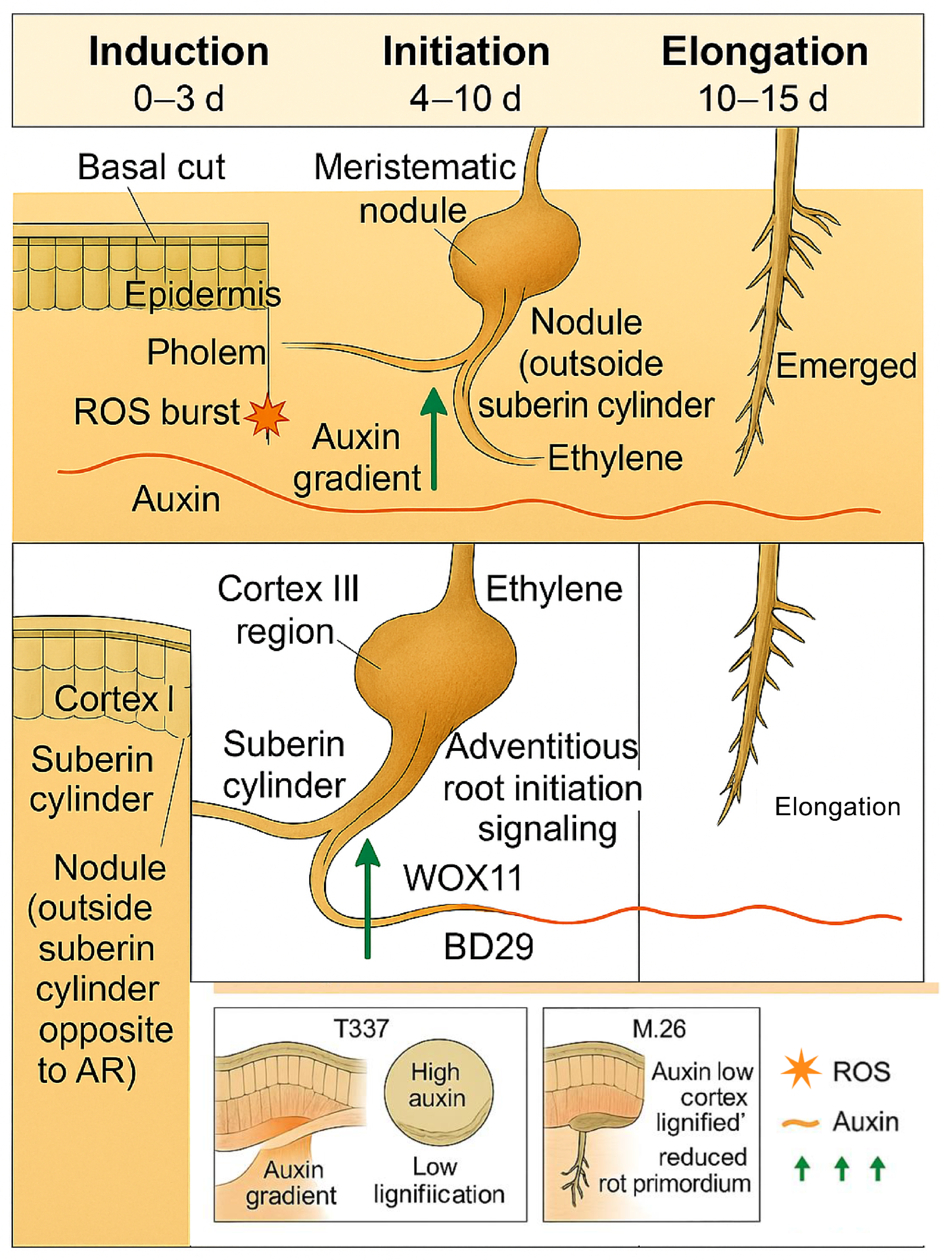 Insights into Asexual Propagation Techniques and Molecular Mechanisms ...