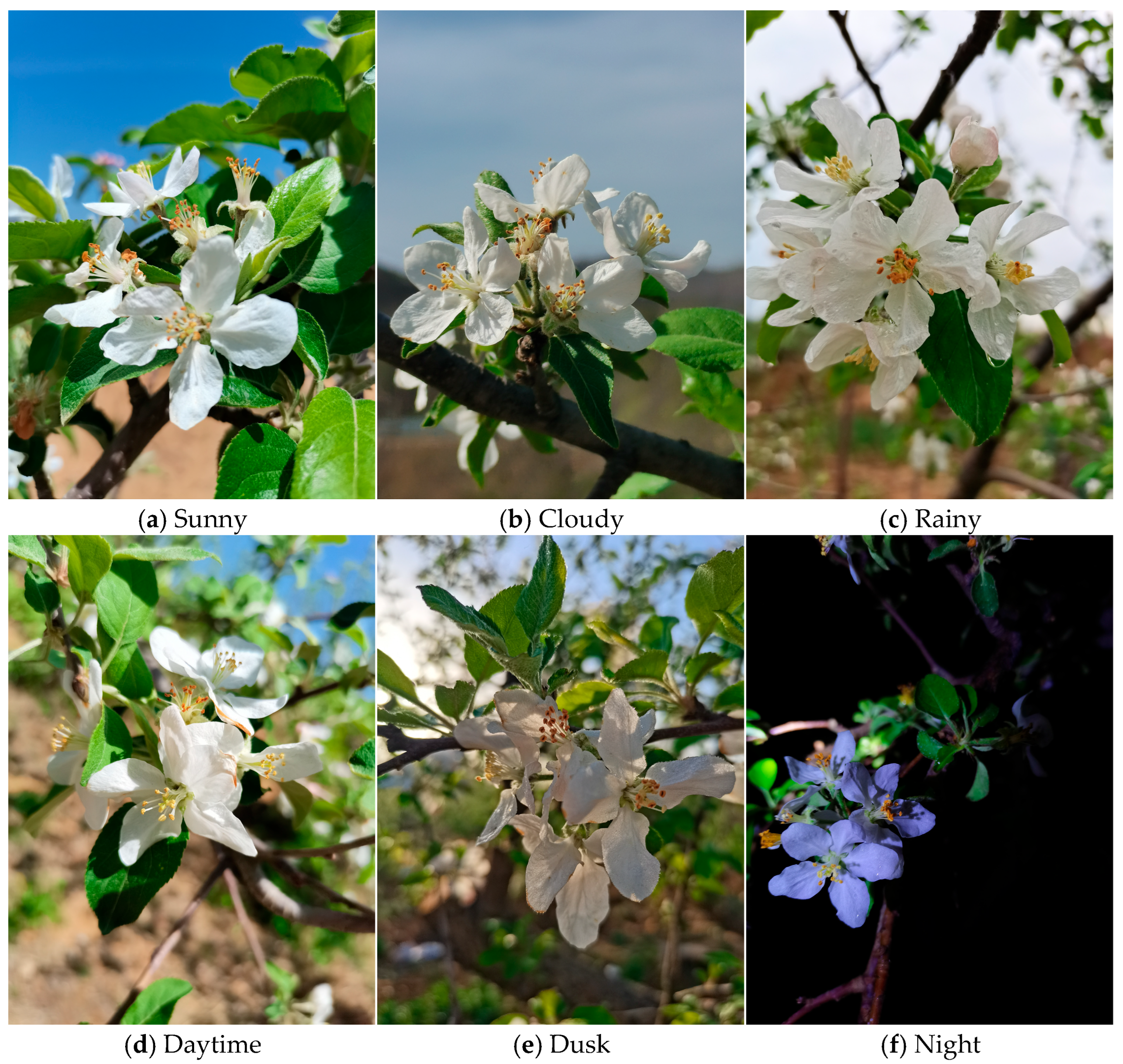 LEAF-Net: A Multi-Scale Frequency-Aware Framework for Automated Apple ...