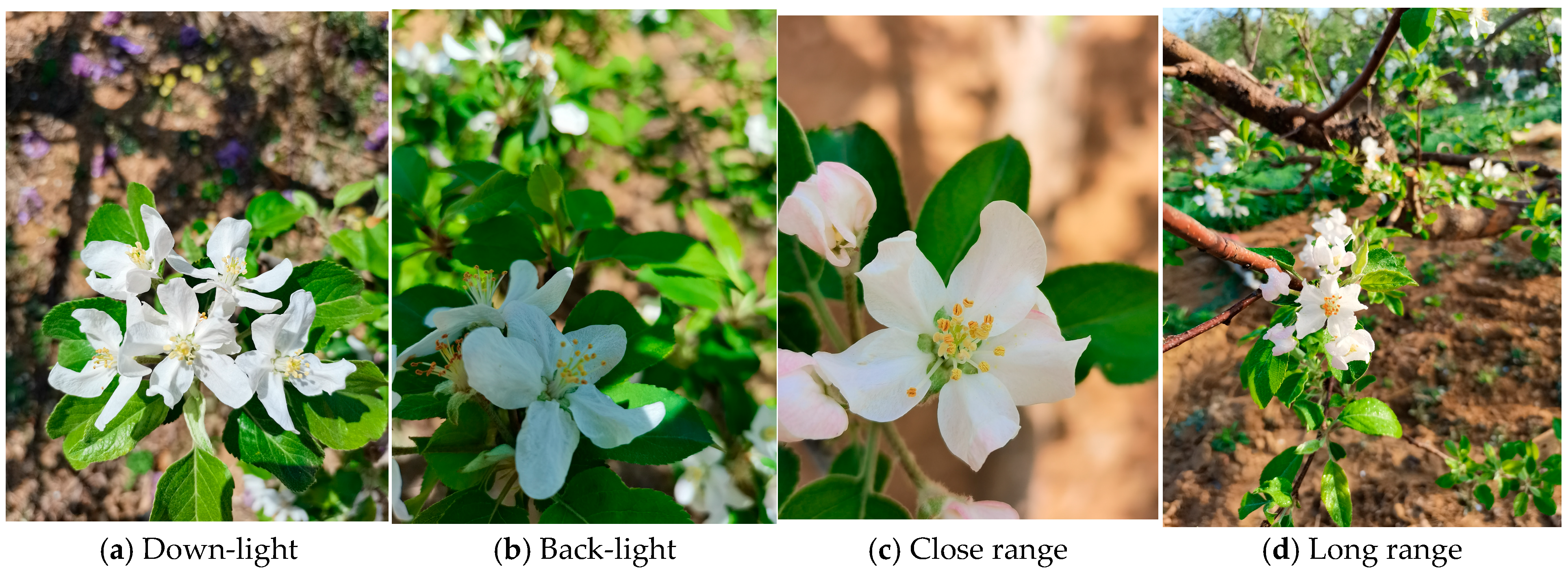 LEAF-Net: A Multi-Scale Frequency-Aware Framework for Automated Apple ...