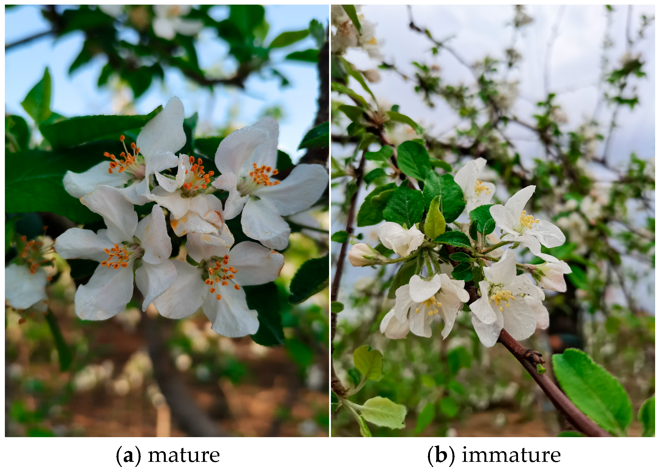 LEAF-Net: A Multi-Scale Frequency-Aware Framework for Automated Apple ...