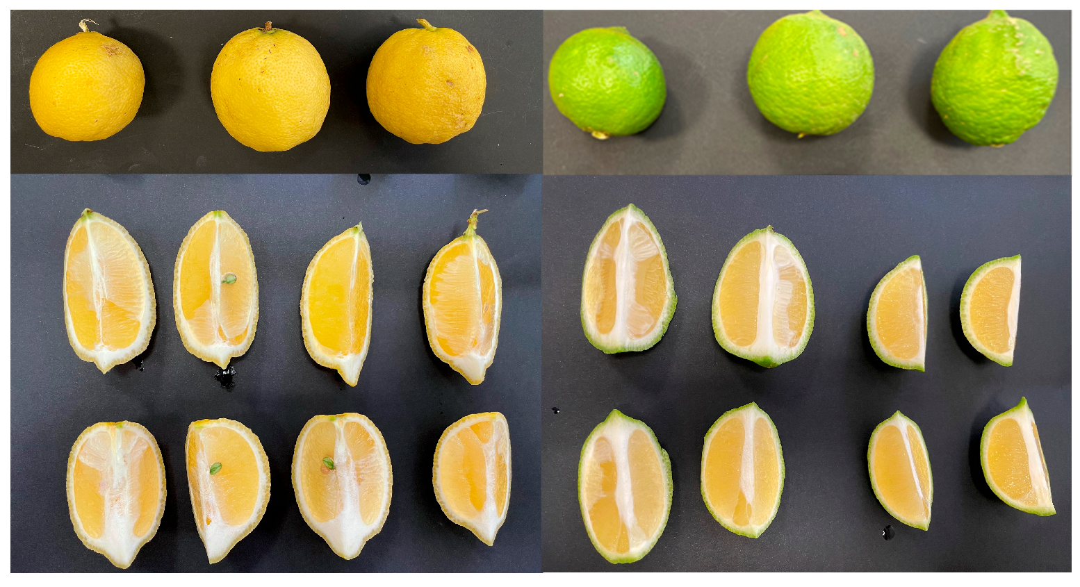 Natural Preservation of Fresh-Cut Lemons Using Manna Extracted from ...