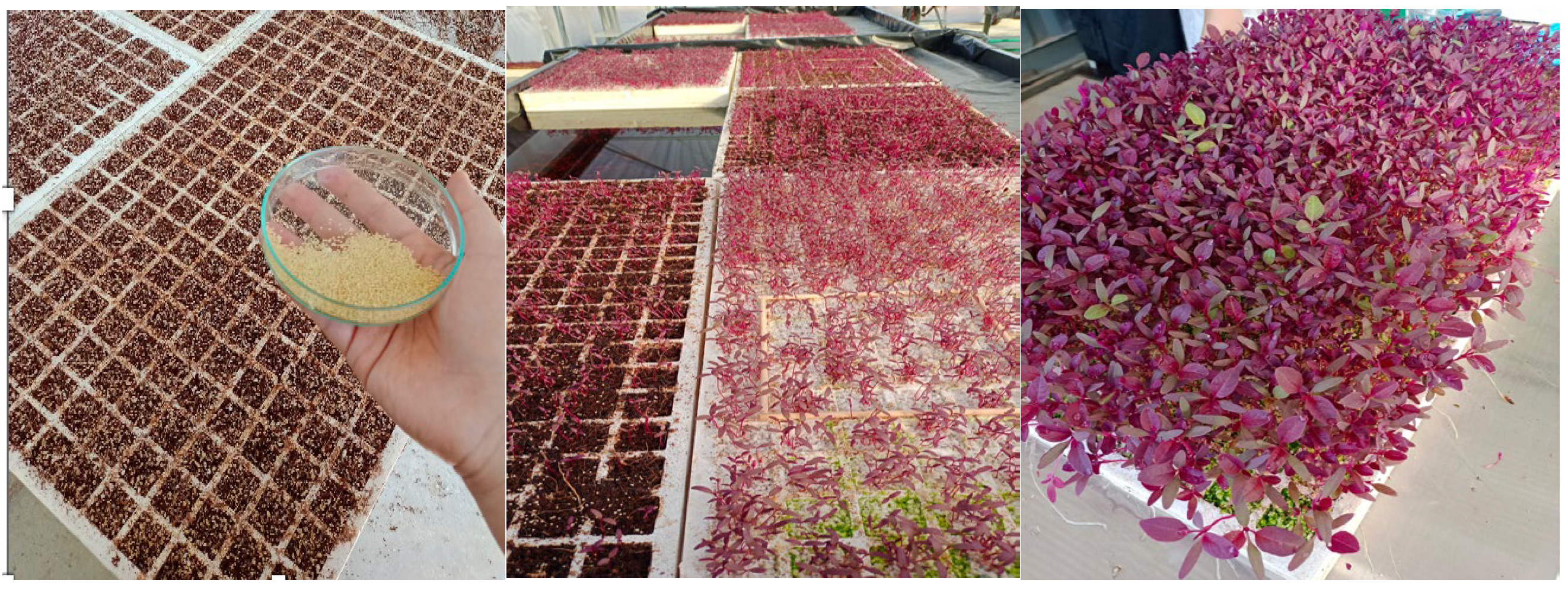 Substrate Effects on Yield and Nutritional Quality of Amaranth ...