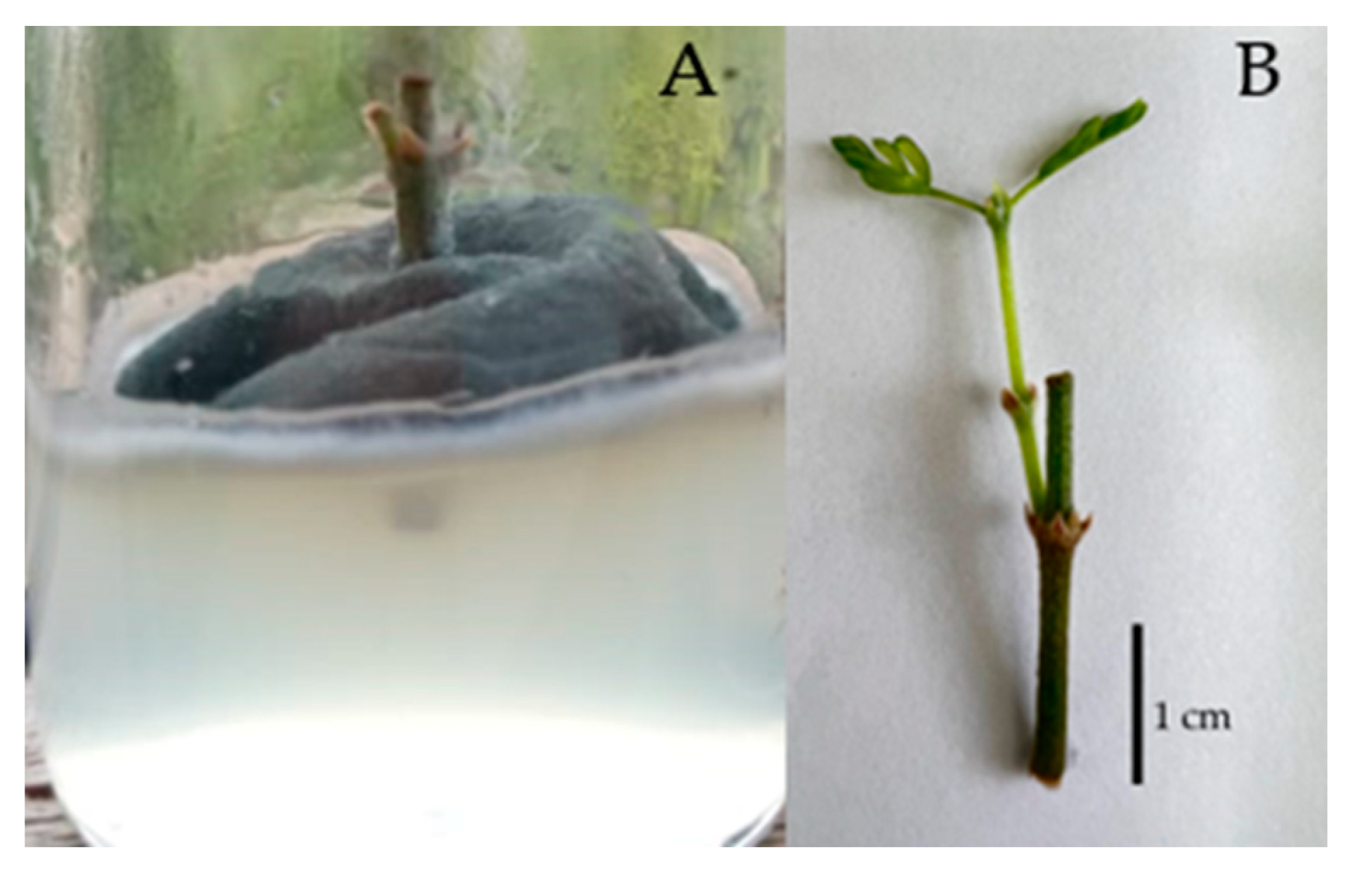 In Vitro Propagation Protocol for Porlieria chilensis: Efficient Ex ...