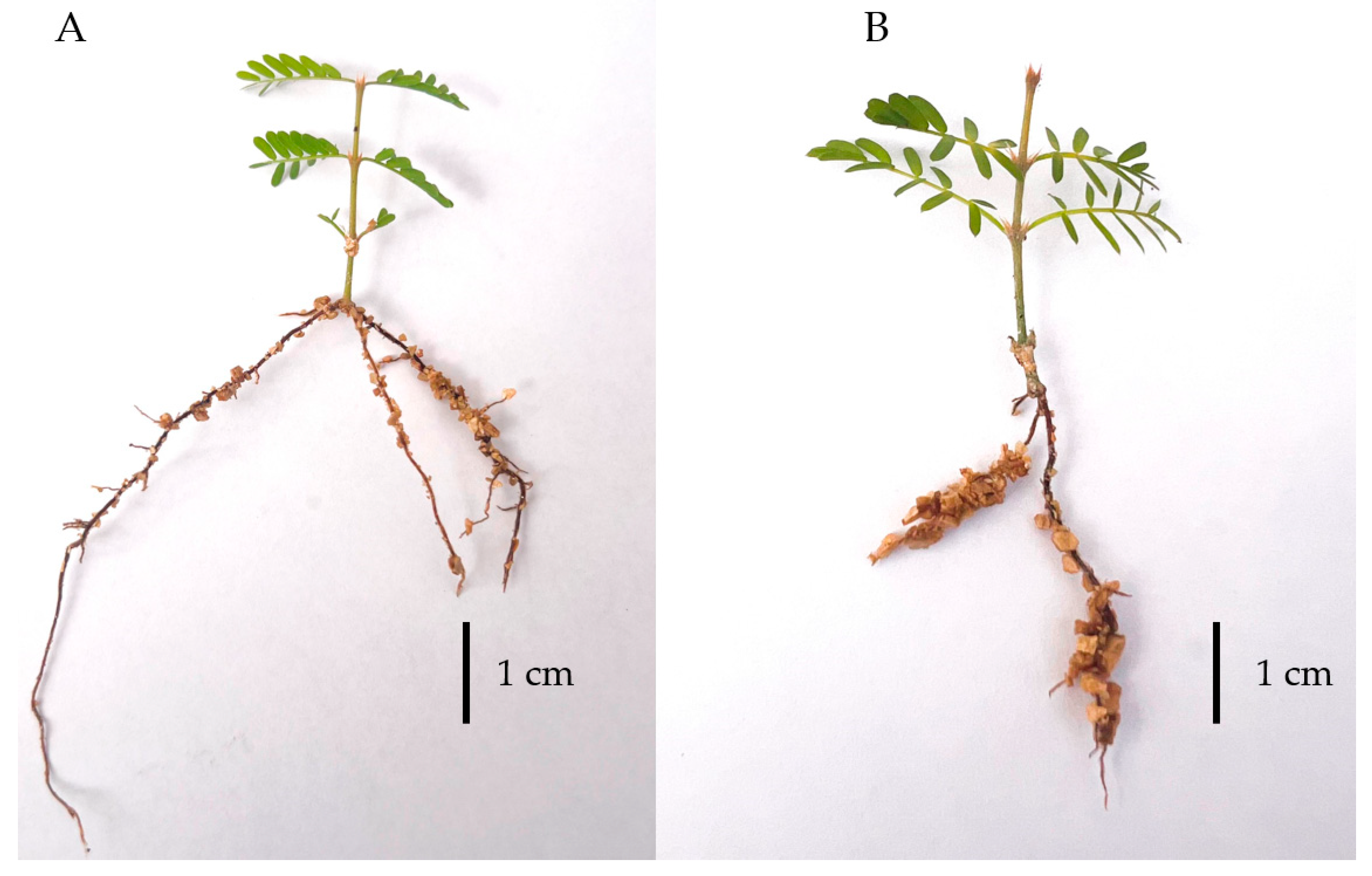 In Vitro Propagation Protocol for Porlieria chilensis: Efficient Ex ...