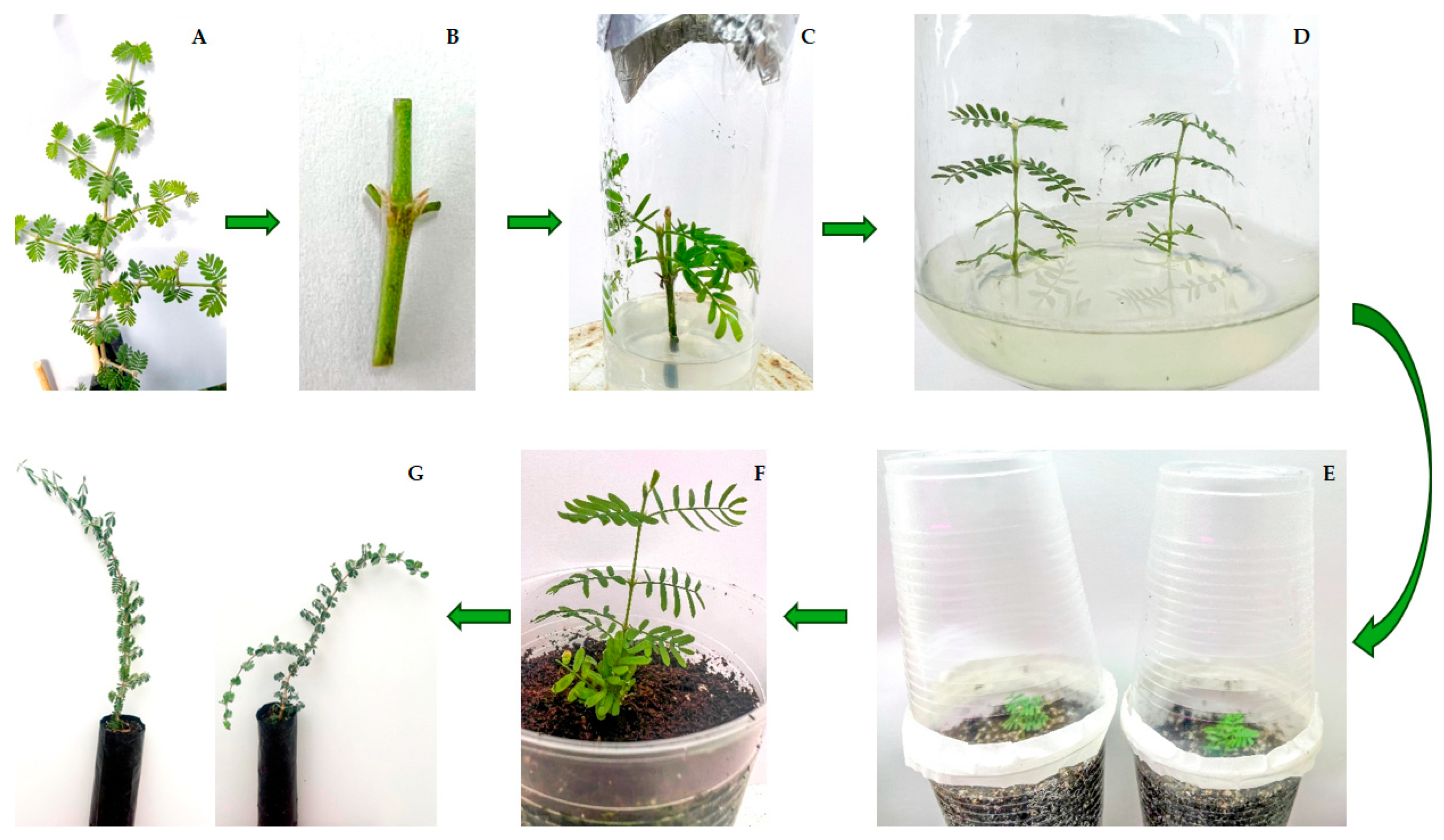 In Vitro Propagation Protocol for Porlieria chilensis: Efficient Ex ...