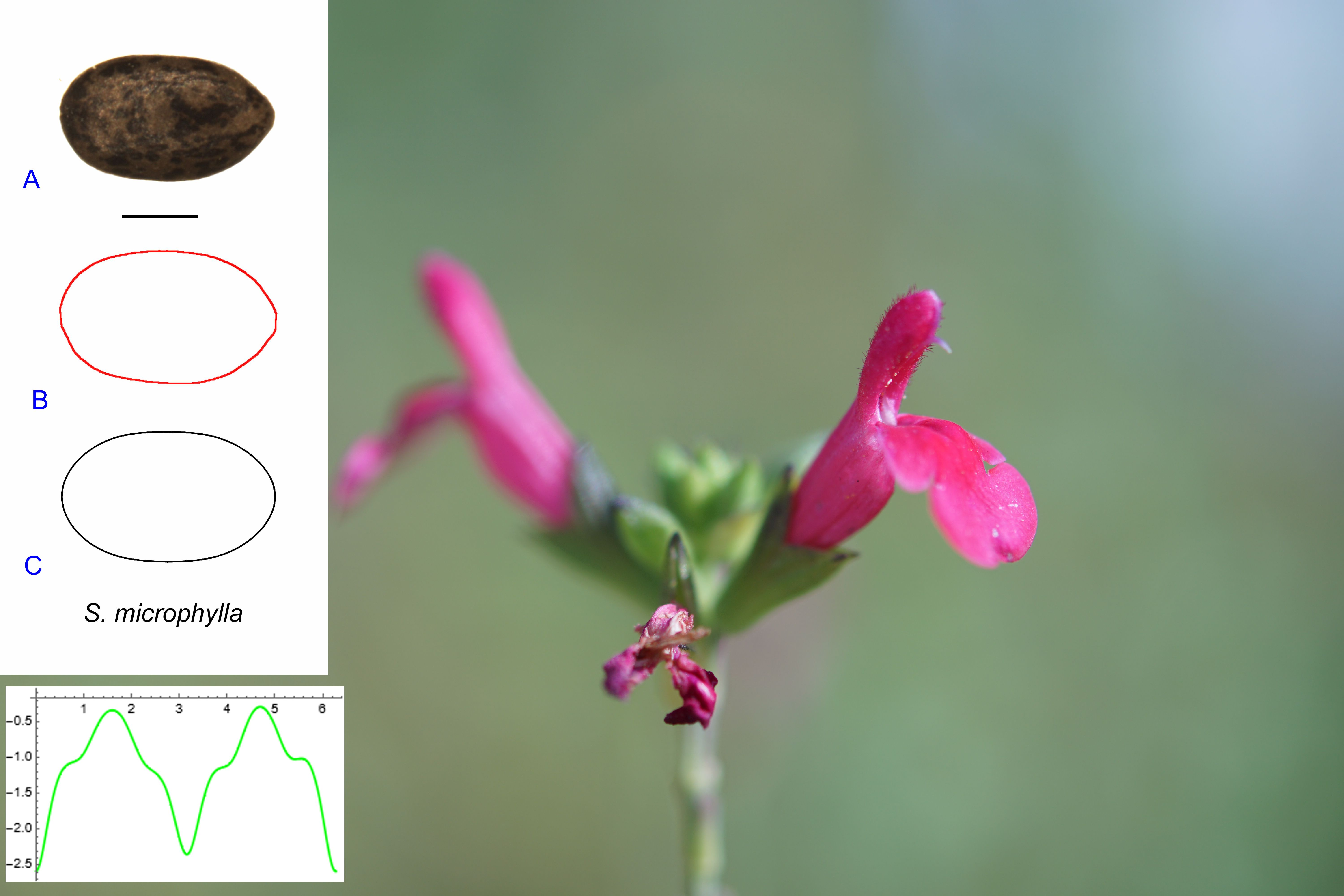 Nutlet Morphometry in the Lamiaceae