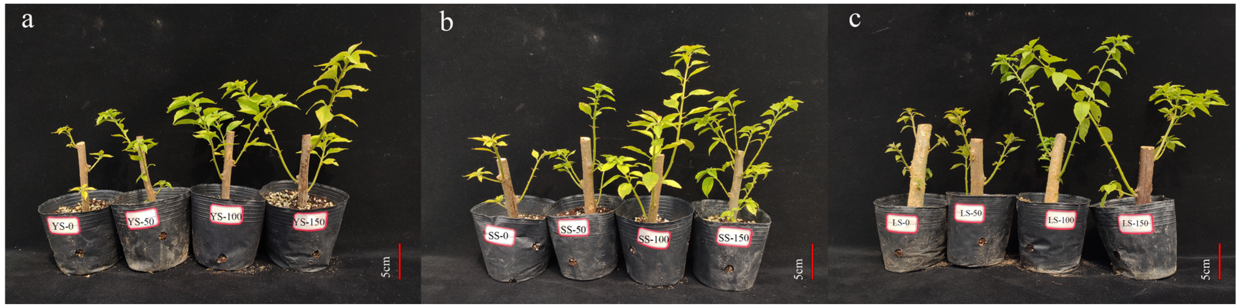 Effects of Exogenous IBA on Cutting Propagation in Different Cutting ...