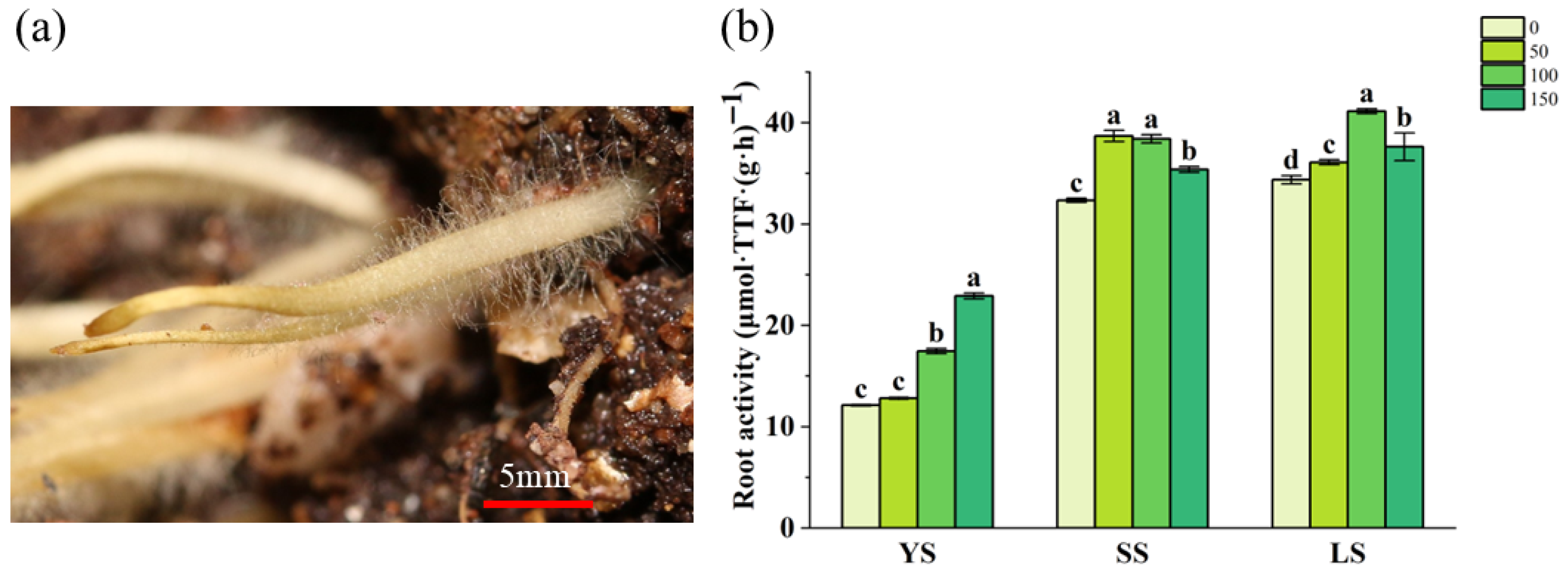 Effects of Exogenous IBA on Cutting Propagation in Different Cutting ...
