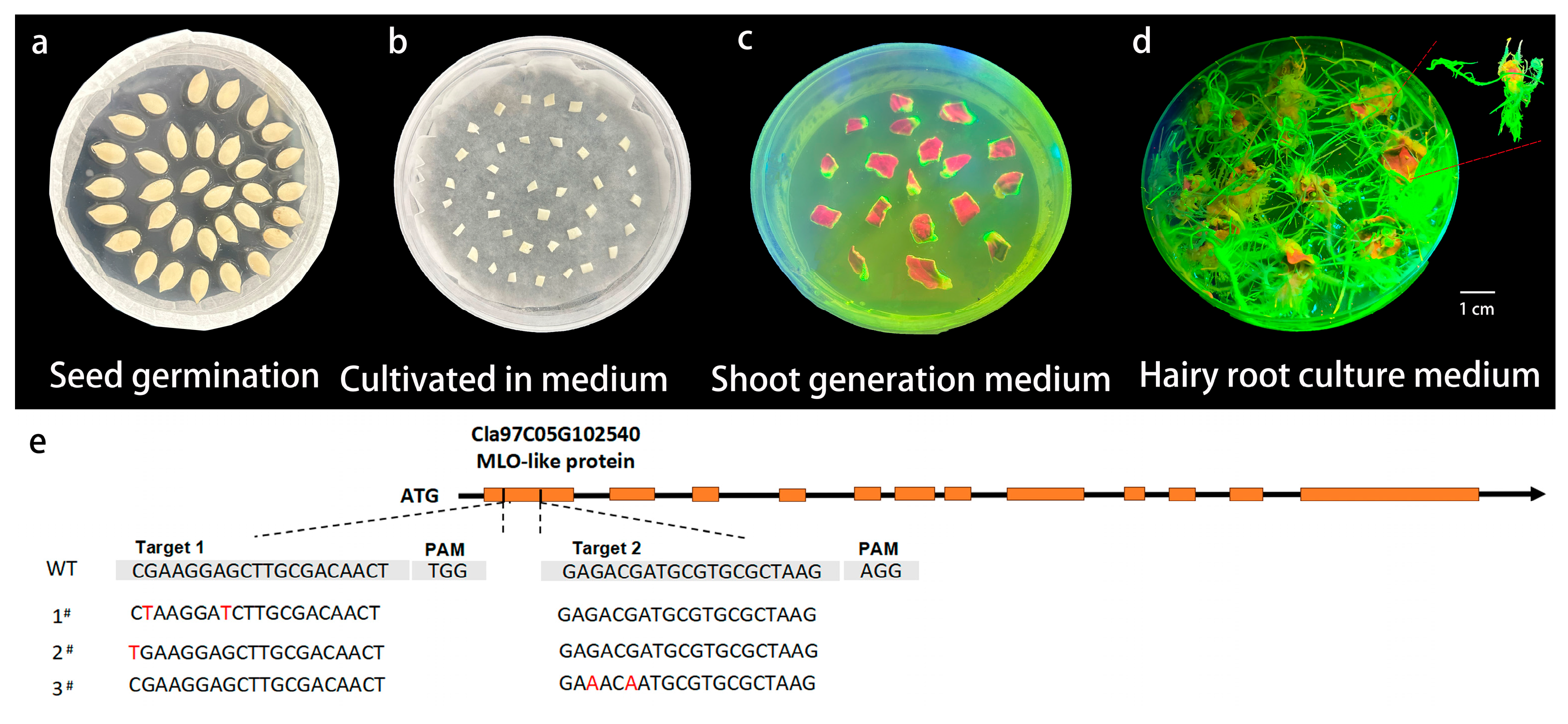 CRISPR/Cas9-Mediated Knockout of ClMLO5b Confers Powdery Mildew ...