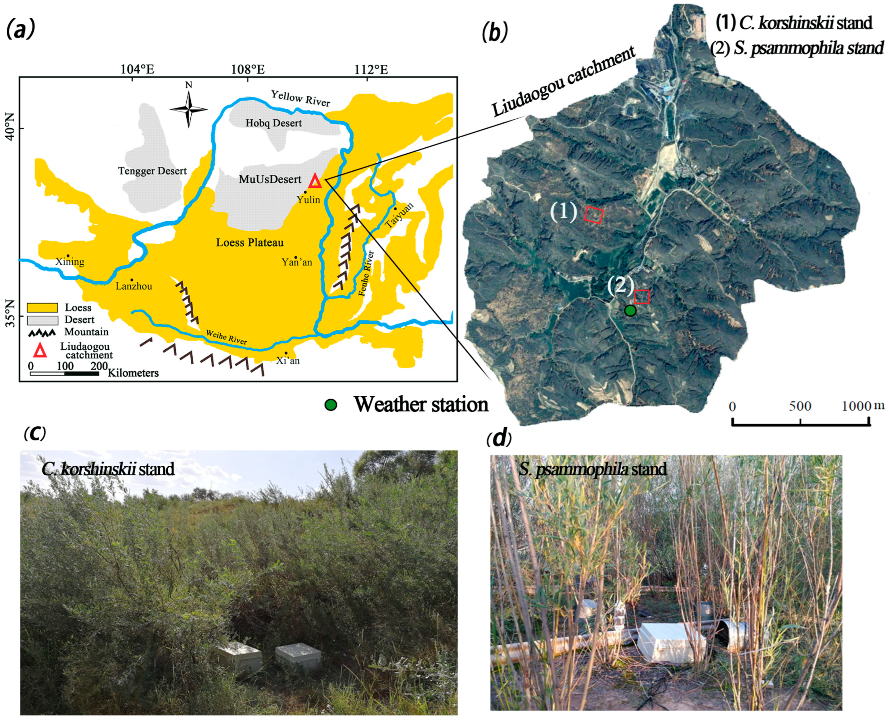 Canopy Water Loss and Physiological Water-Use Responses of Xerophytic ...